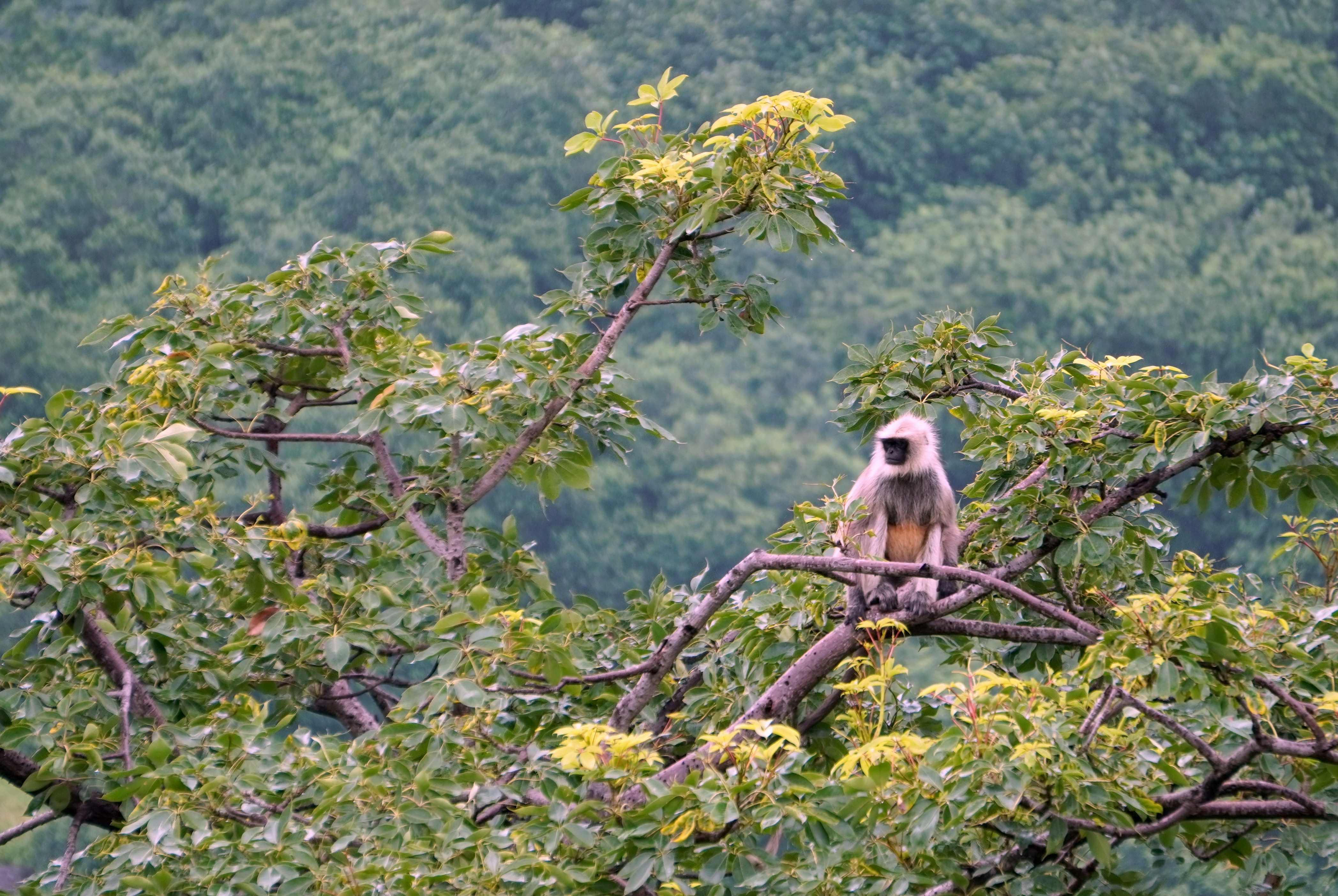 Observant Vantage: The Leafy Perch and Quiet Keeper