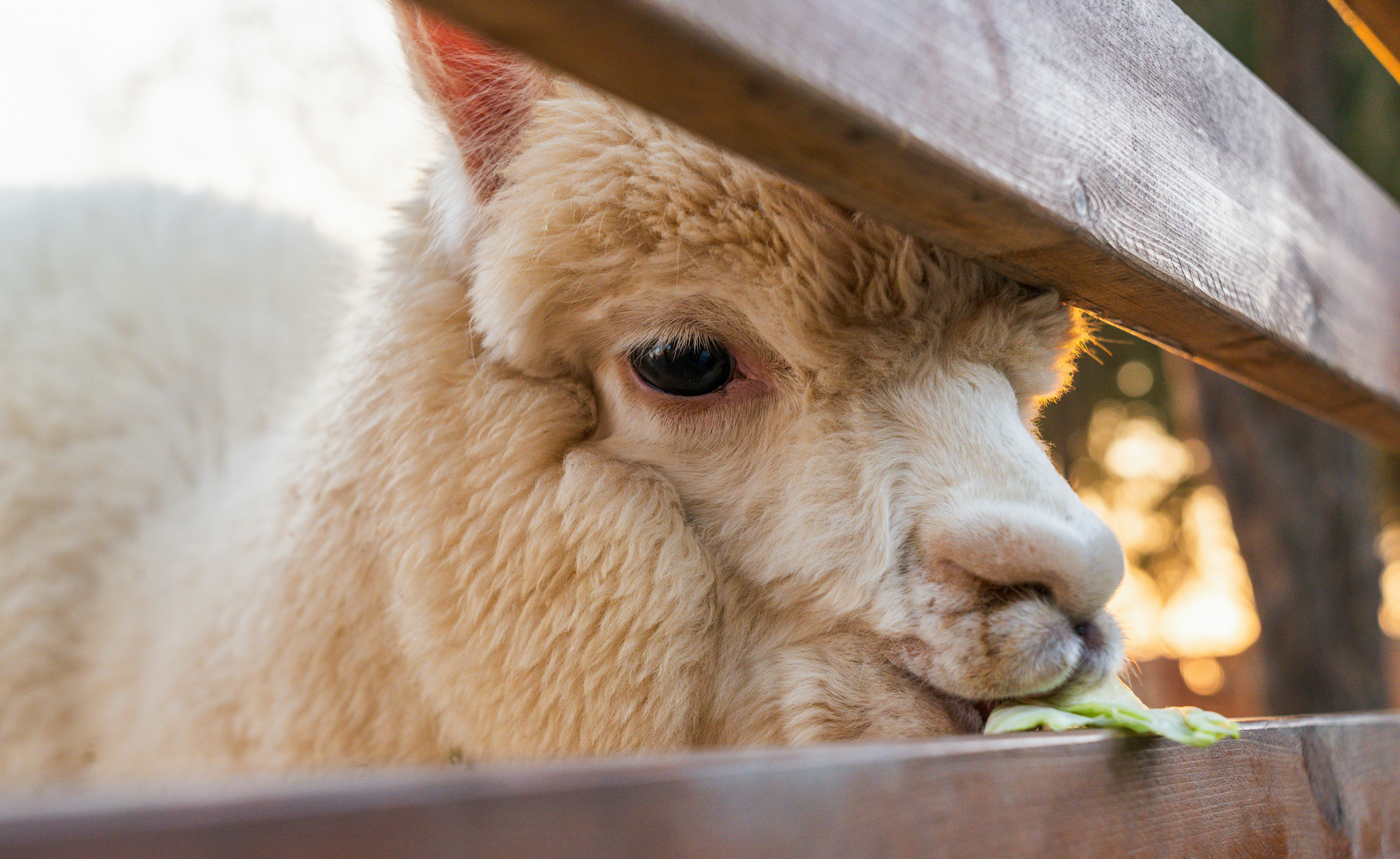 Inquisitive Alpaca Behind Wooden Slats