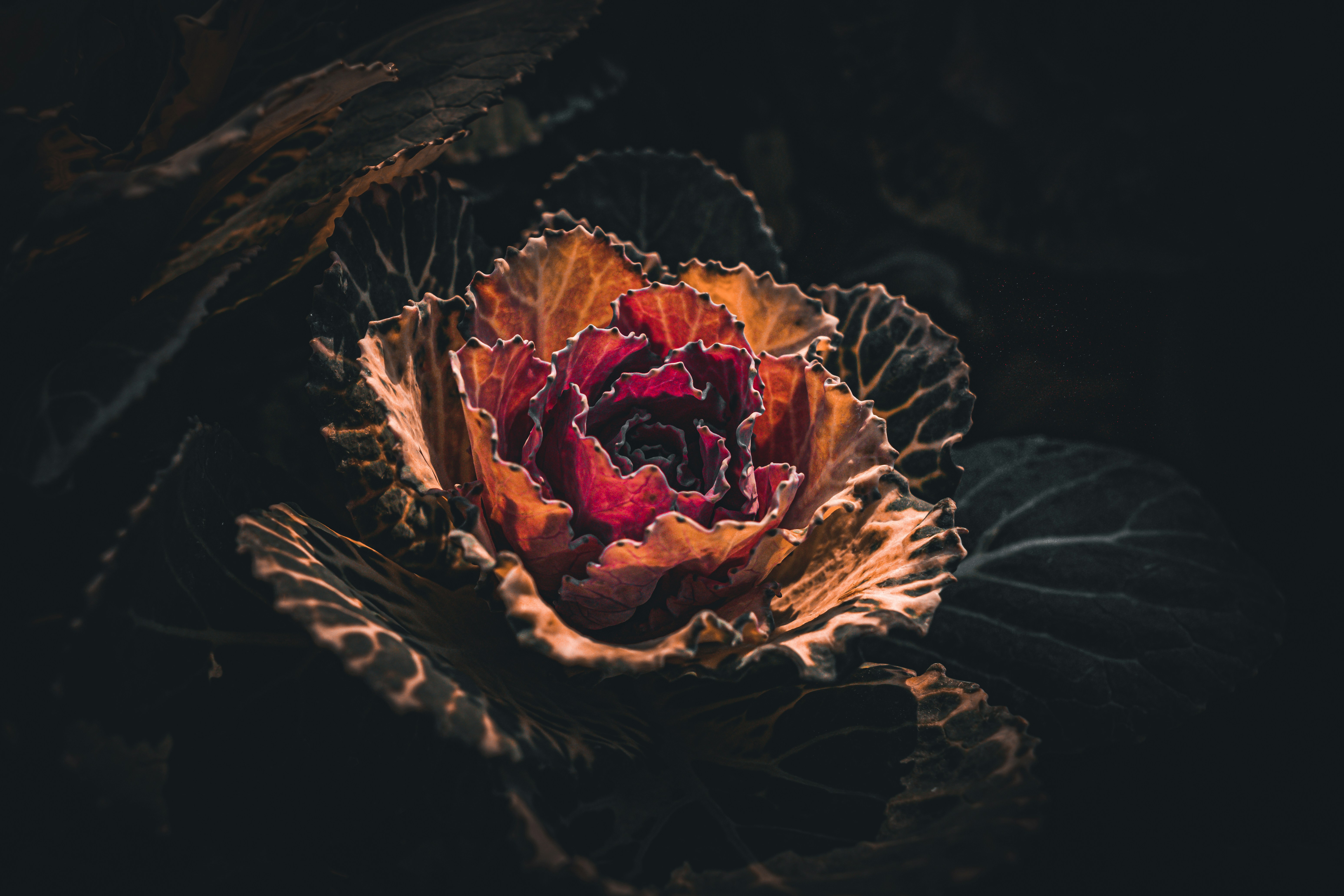 Midnight Bloom: A Velvet Rose Emerges from the Dark