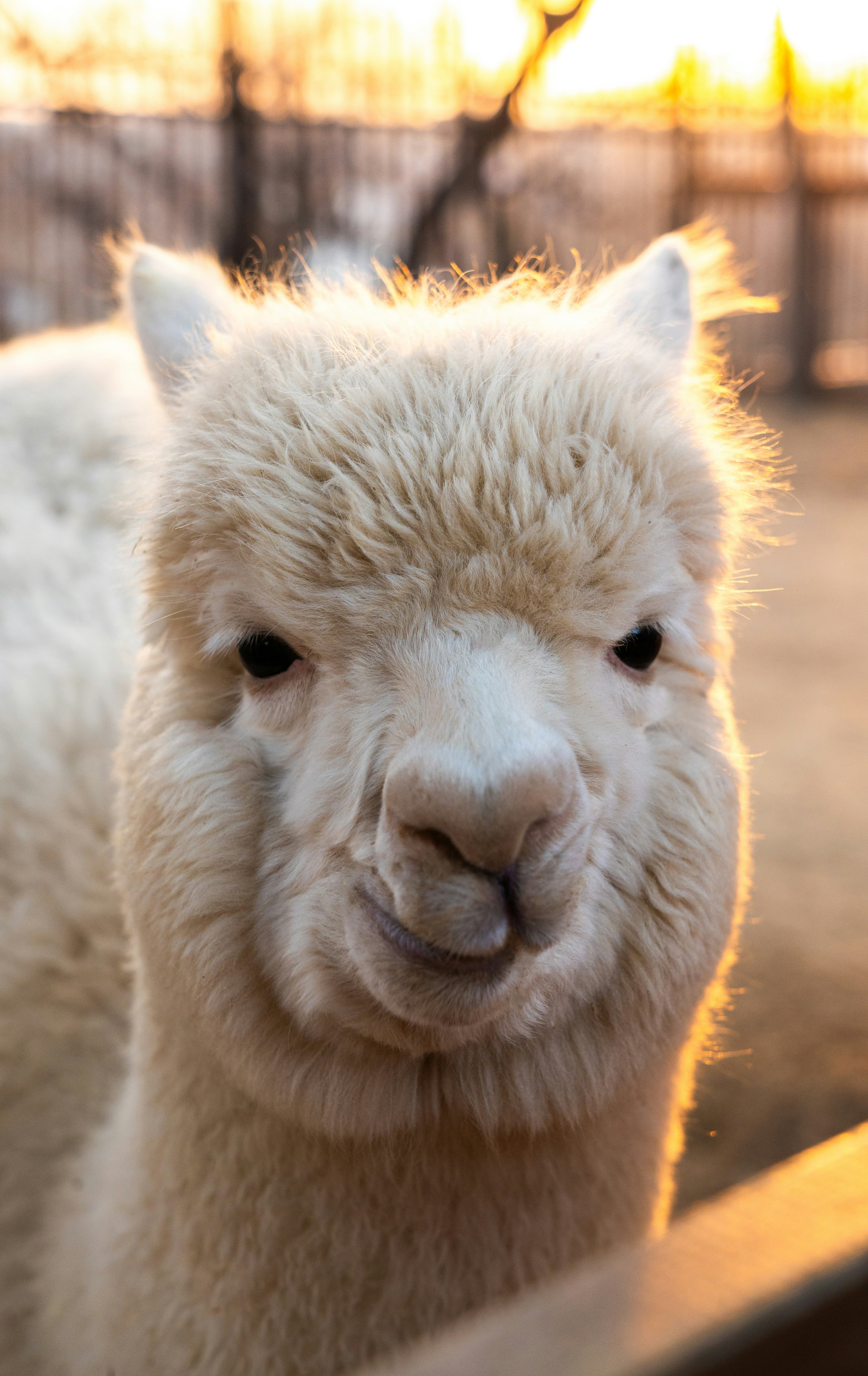 Golden Hour Communion with a Curious Alpaca