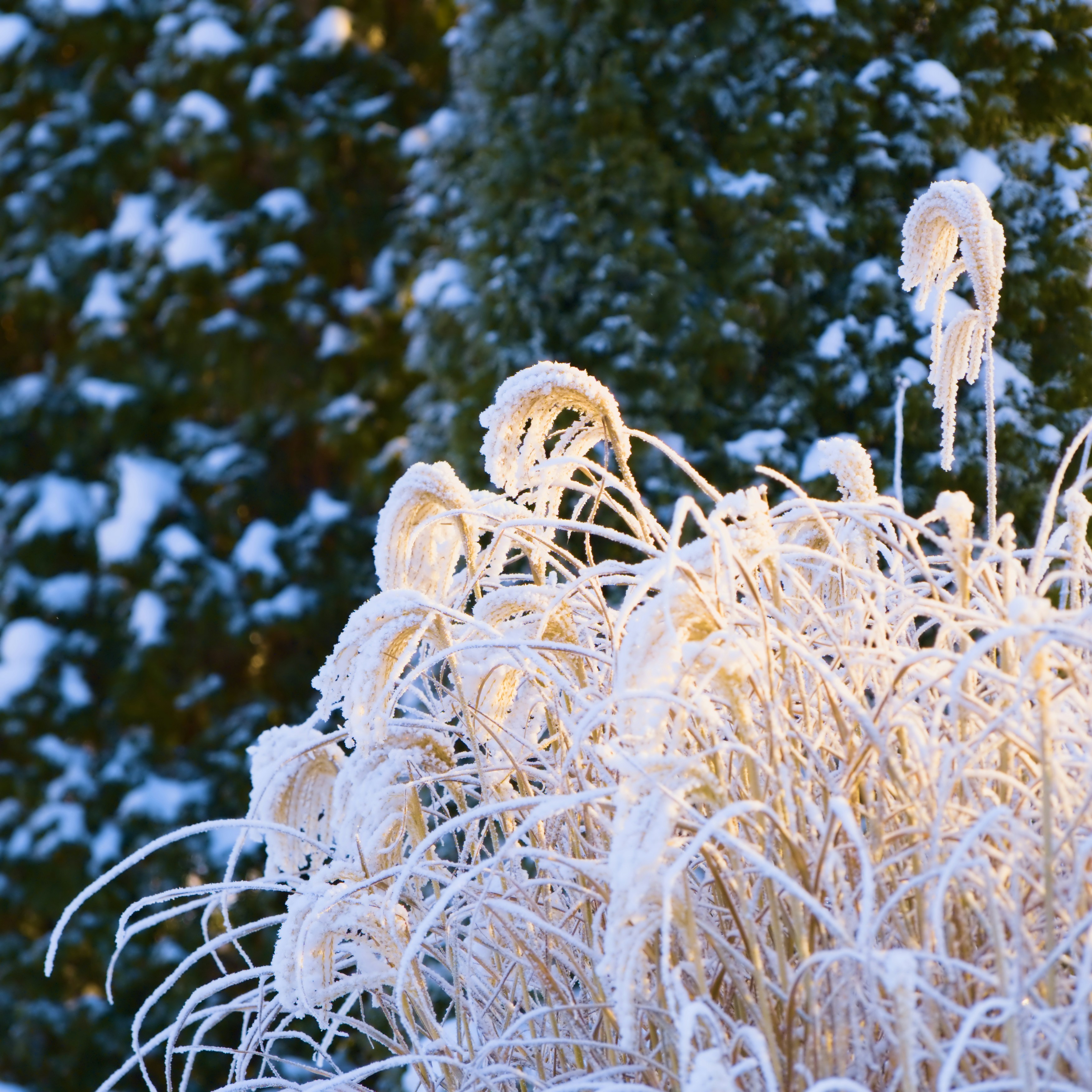 Frost-kissed grasses bend toward the pale winter light