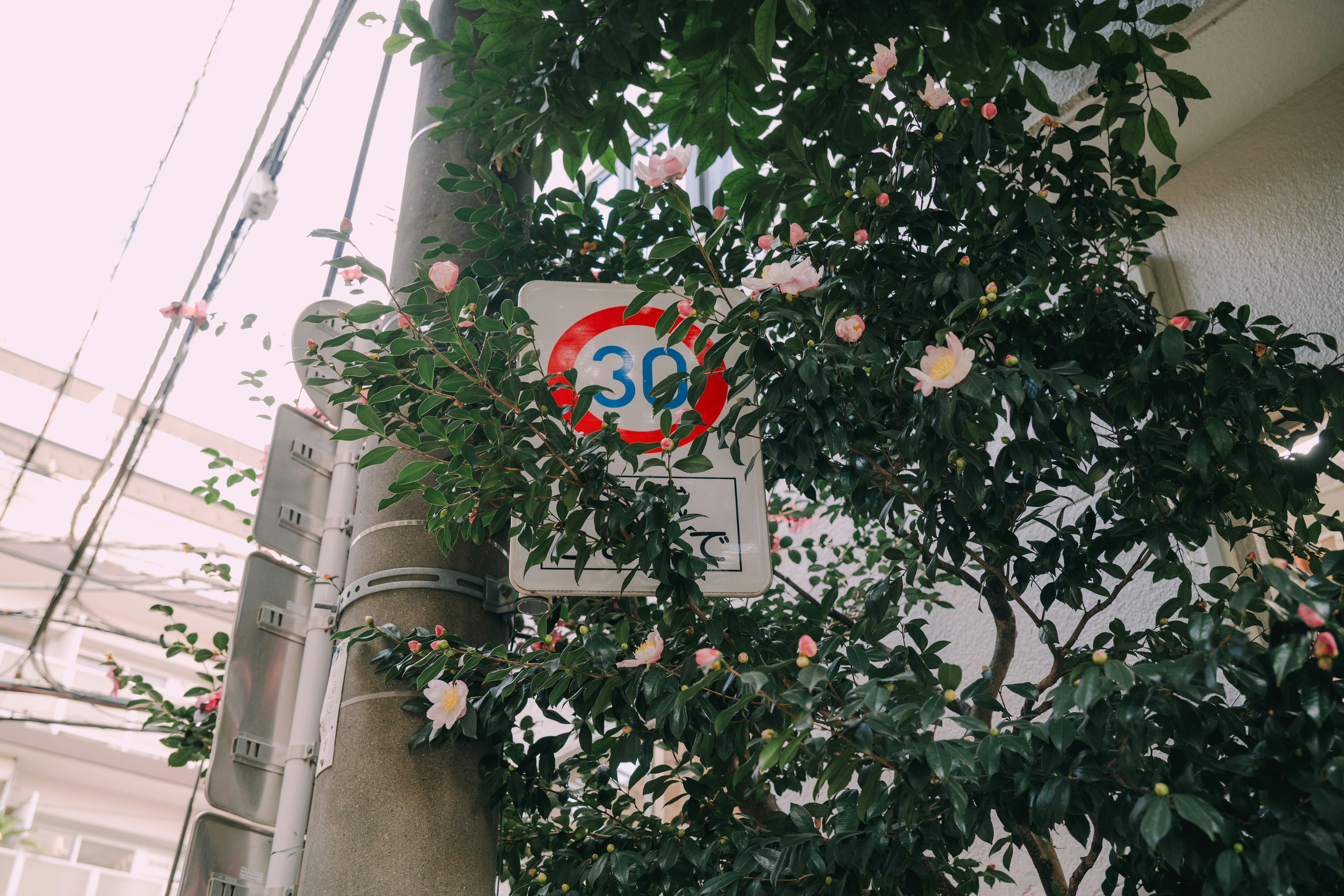Floral canopy over a street sign: a hidden detail