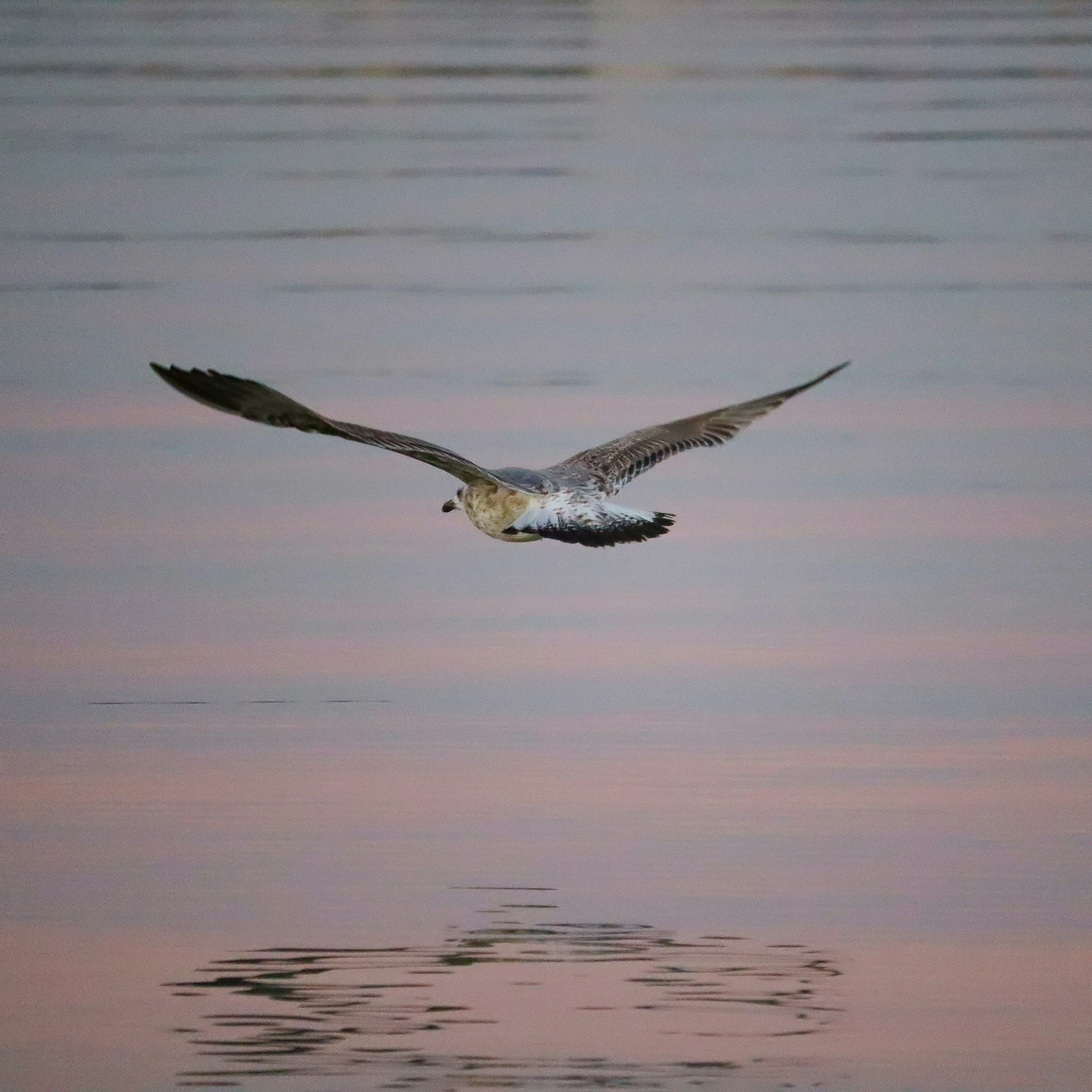 Midair Gliding: A Seabird Poising Over Quiet Water at Sunset