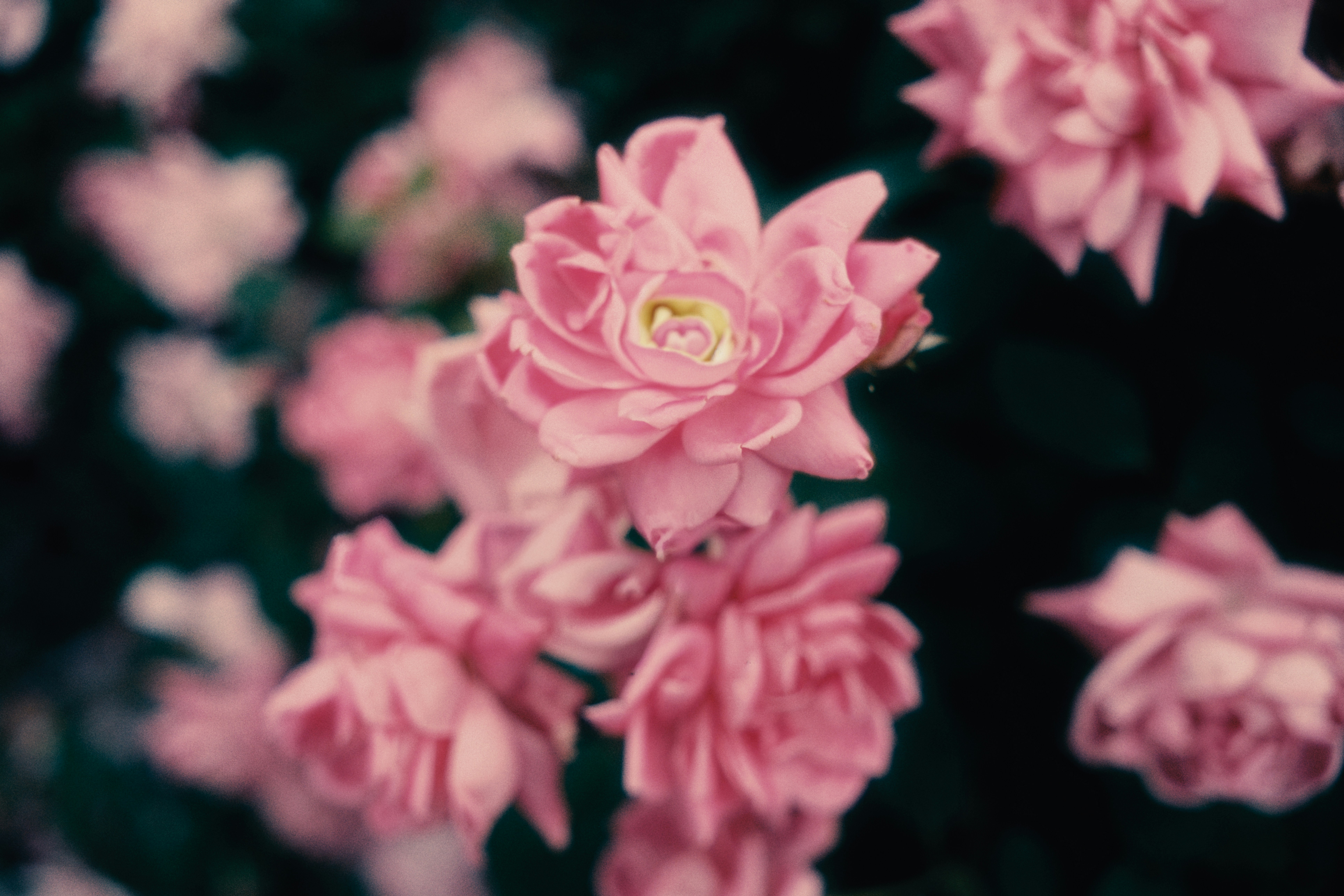 Pink Rose Bloom Centerstage in Soft-Focus Garden