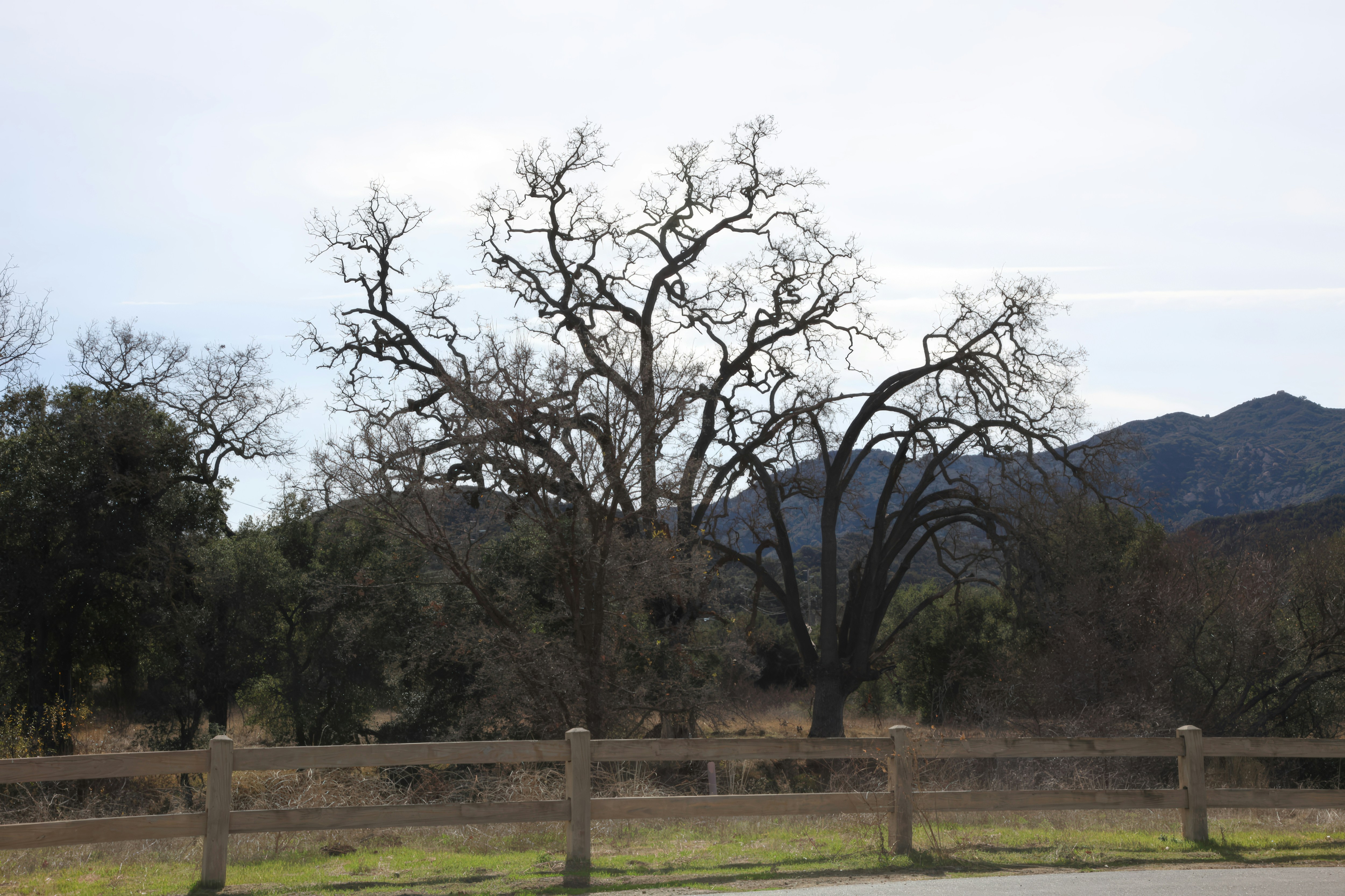 Bare Linden Sentinel: A Desert Tree Against Open Skies