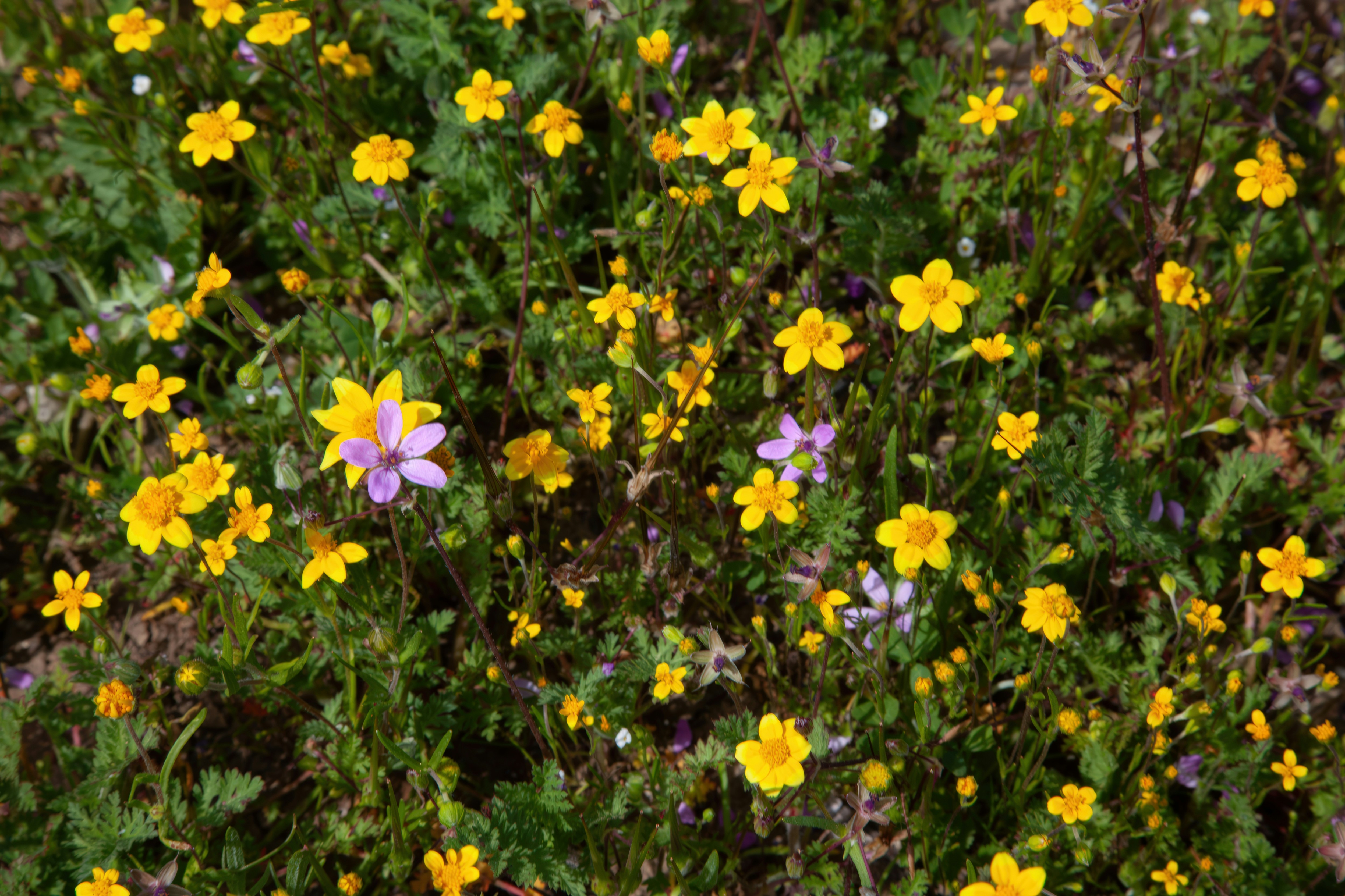 Sunlit Meadow of Lip-flowered Yellow and Violet Blooms