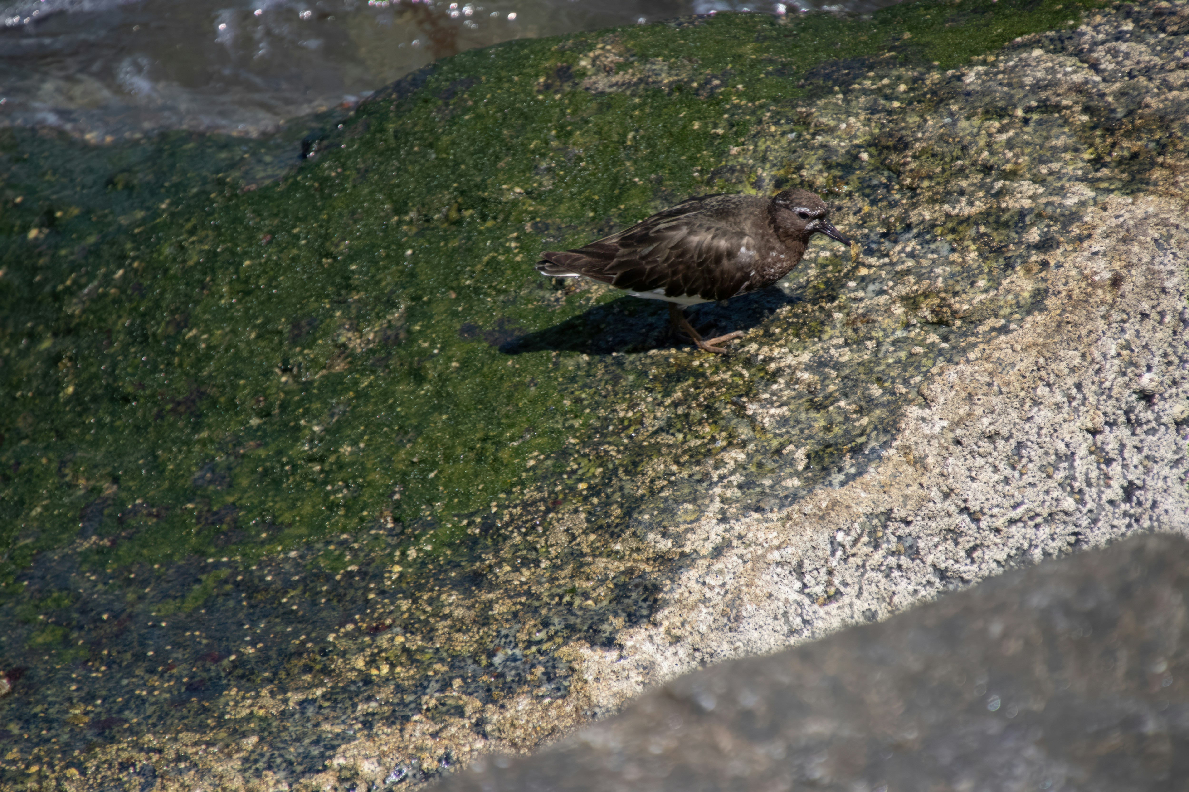 Rockbound Shoredrift: A Little Wader Standing Guard on Algae-Covered Stone