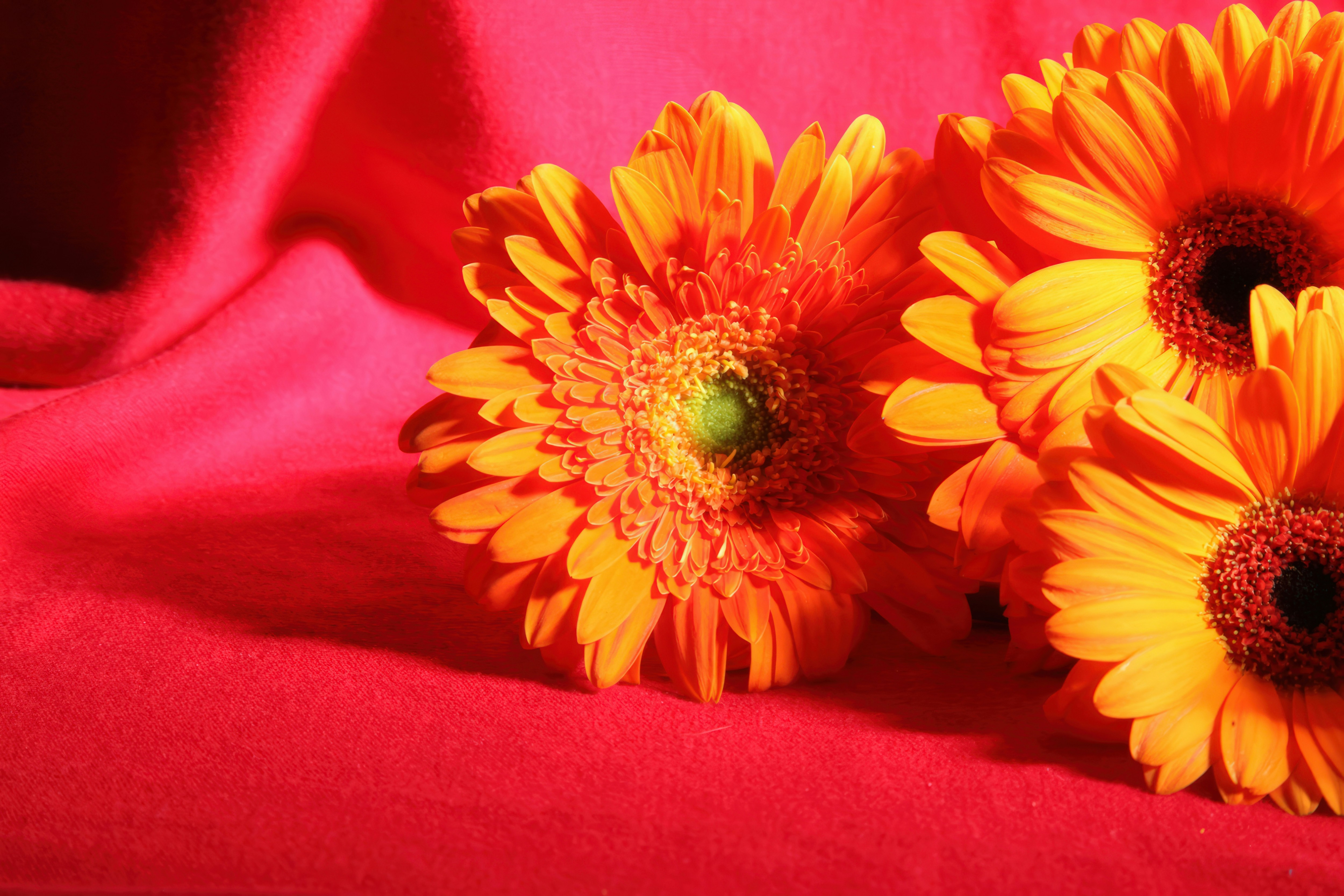 Vibrant Duo of Sunny Gerberas Against Crimson Velvet