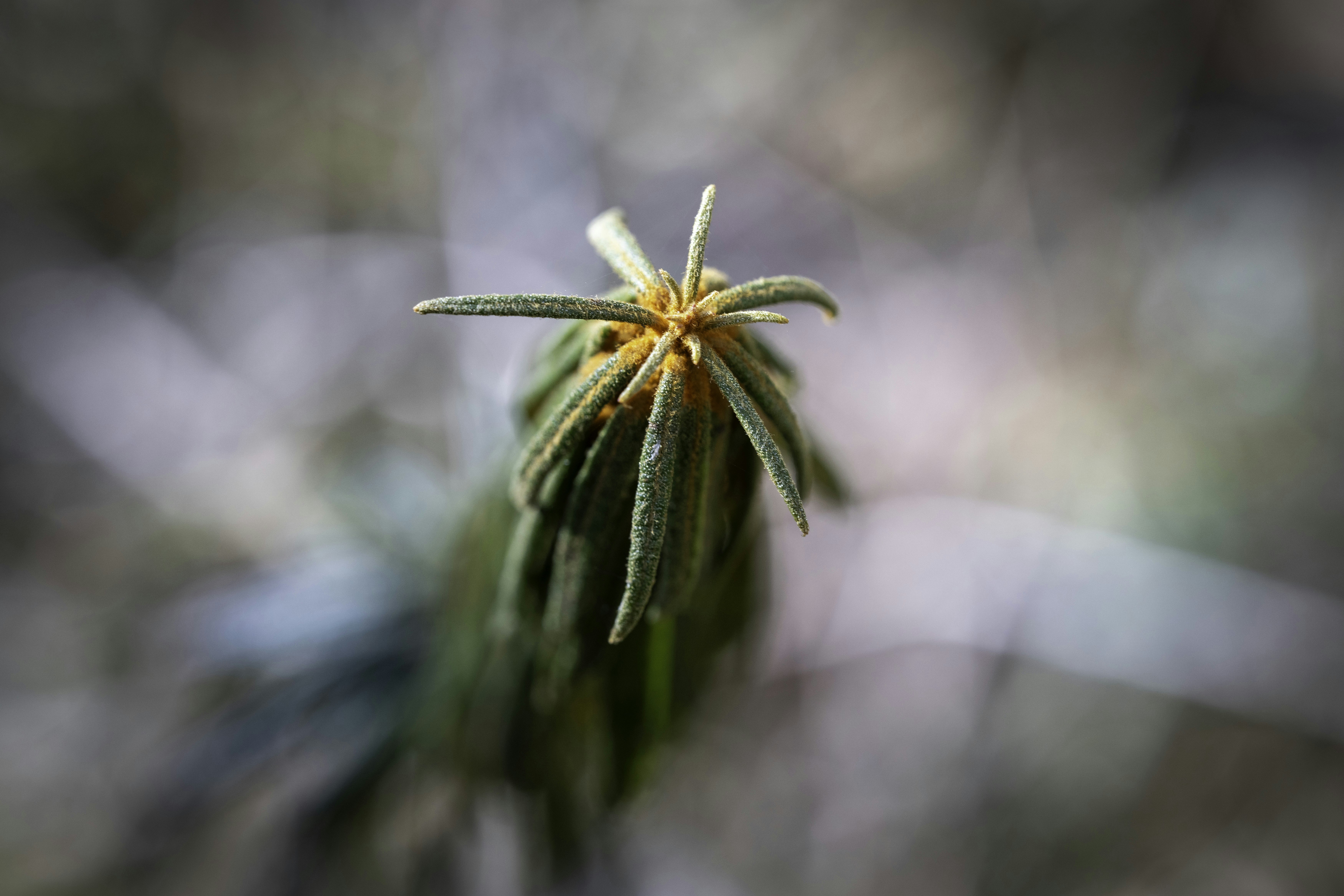 Close-up of a conifer sprig emerging from a blurred woodland backdrop