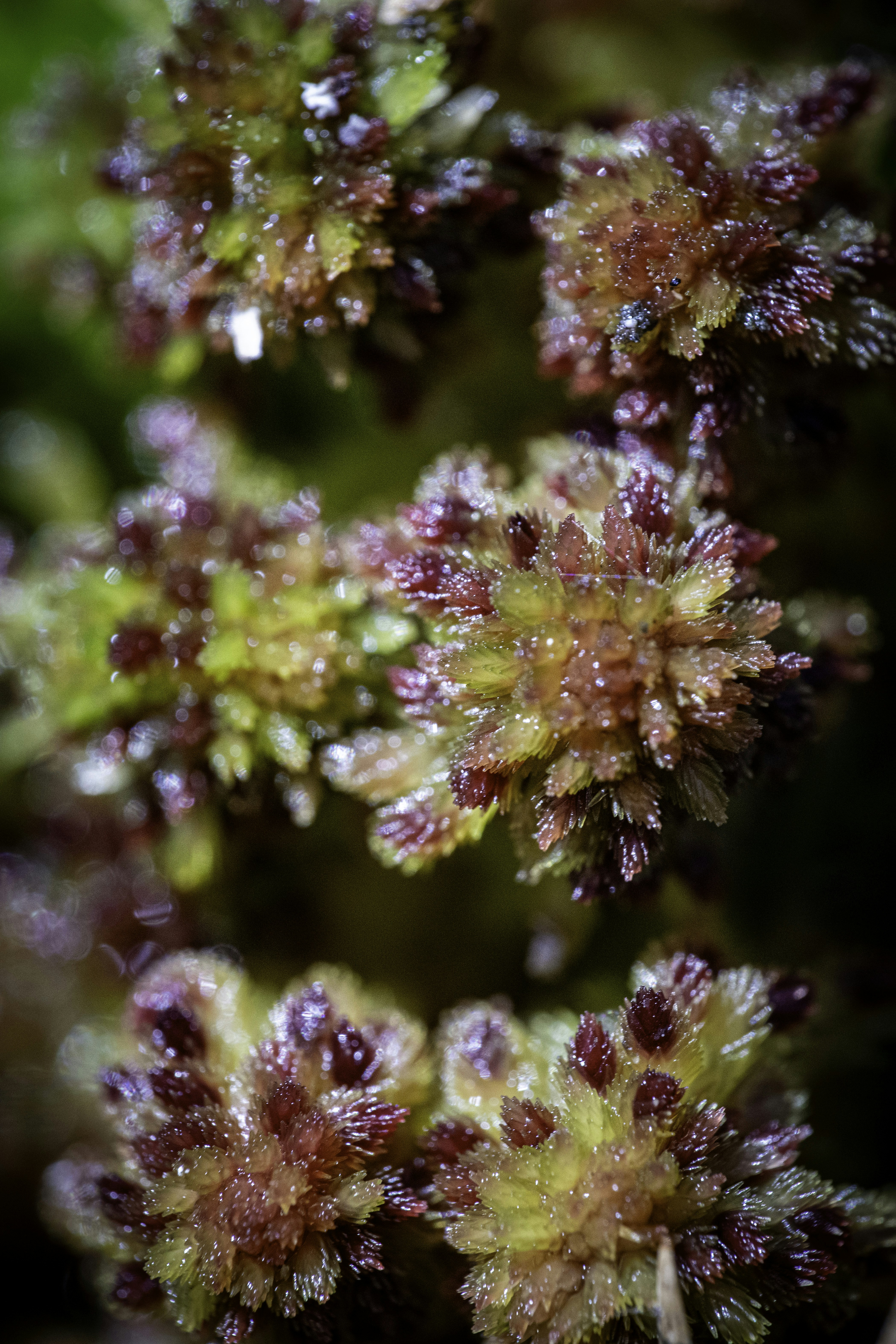 Crystalline Coral Ferns: Frosted Rosette Close-Up