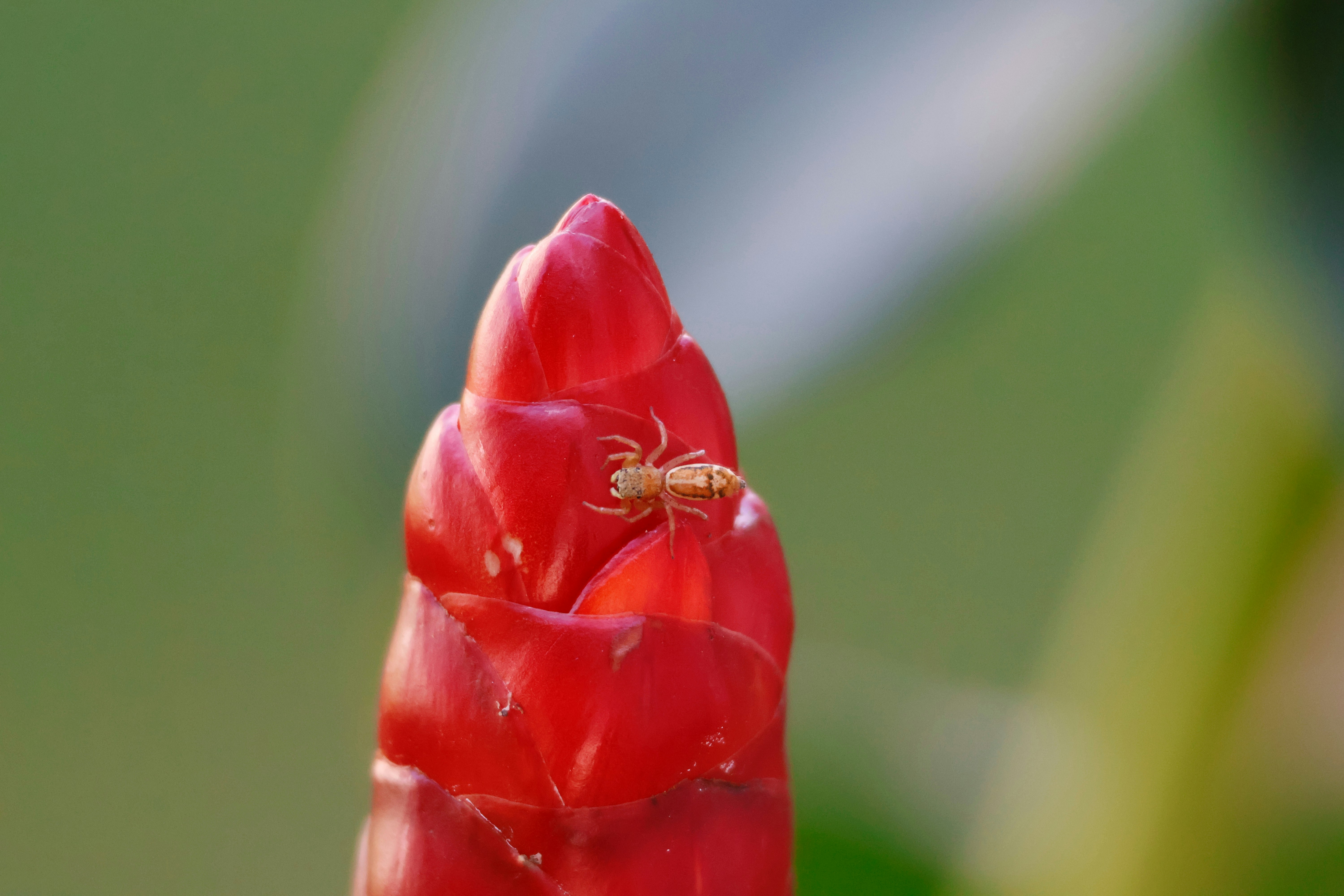 Crimson Spike: A Tiny Ant Clings to a Red Bud