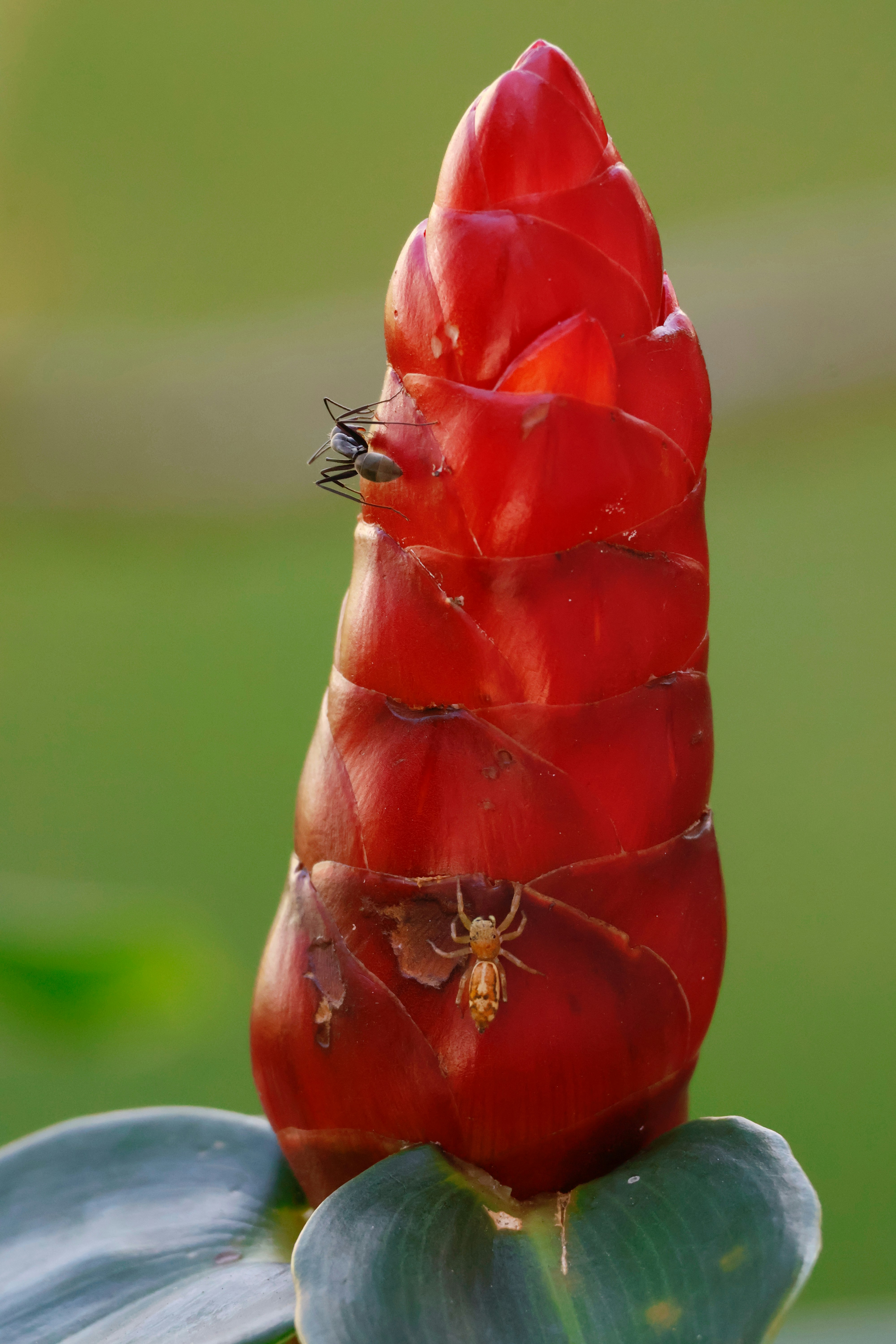 Ant on a Red Spiral: A Macro Moment on a Tropical Bloom