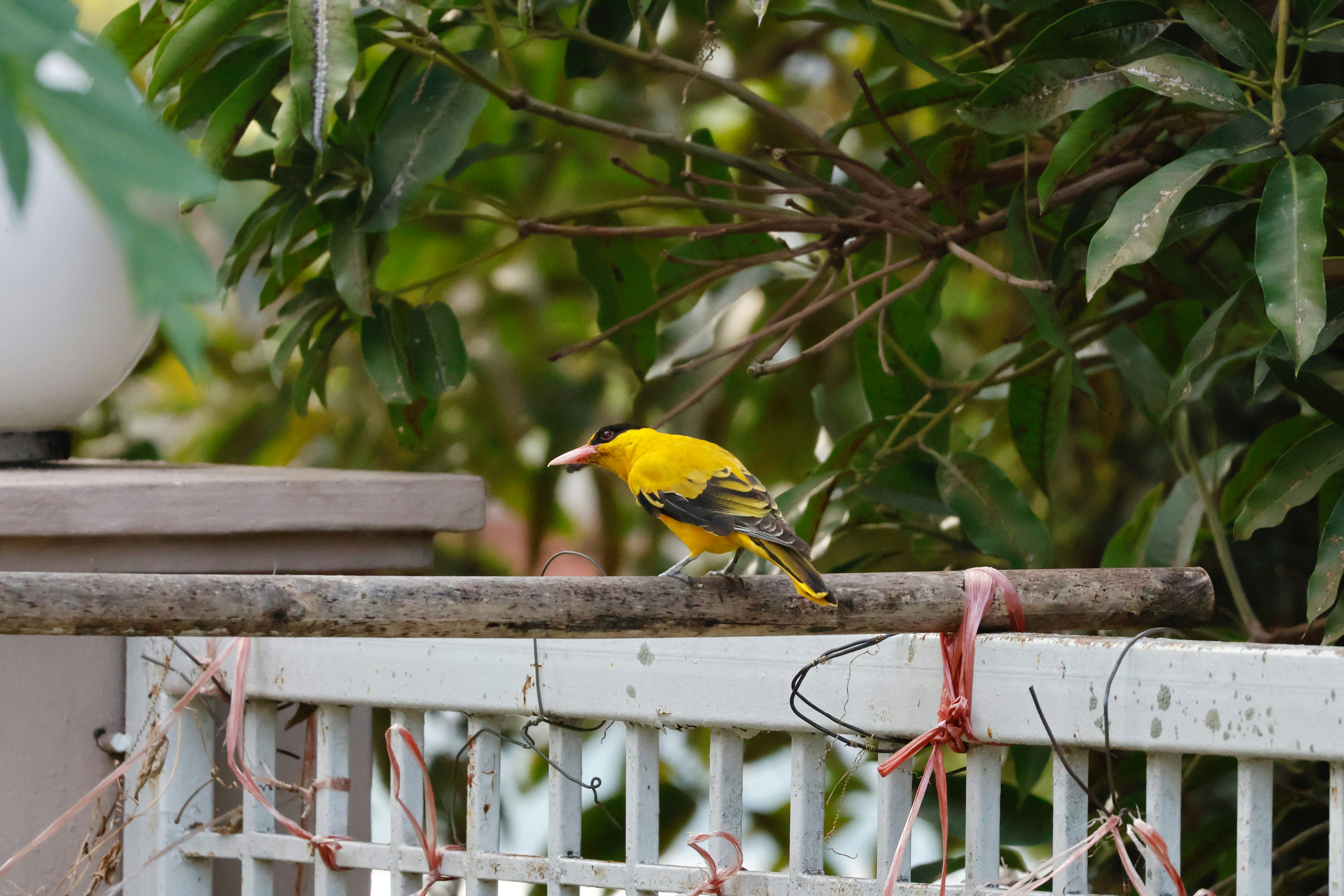Yellow Warbler Perched on Fence Rails Above a Garden Gate