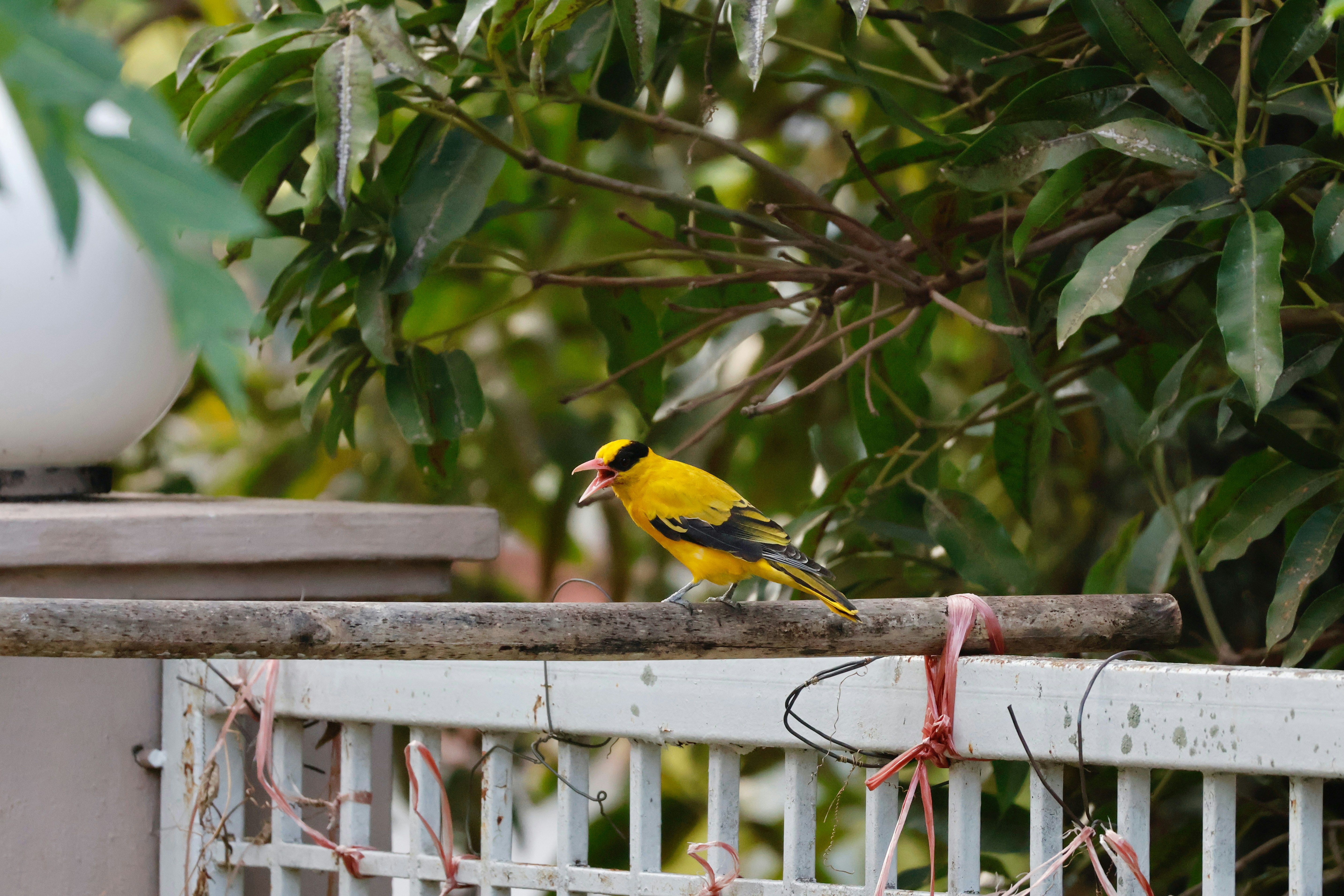 Yellow Bird Perched on a Weathered Fence Beyond Lush Greenery