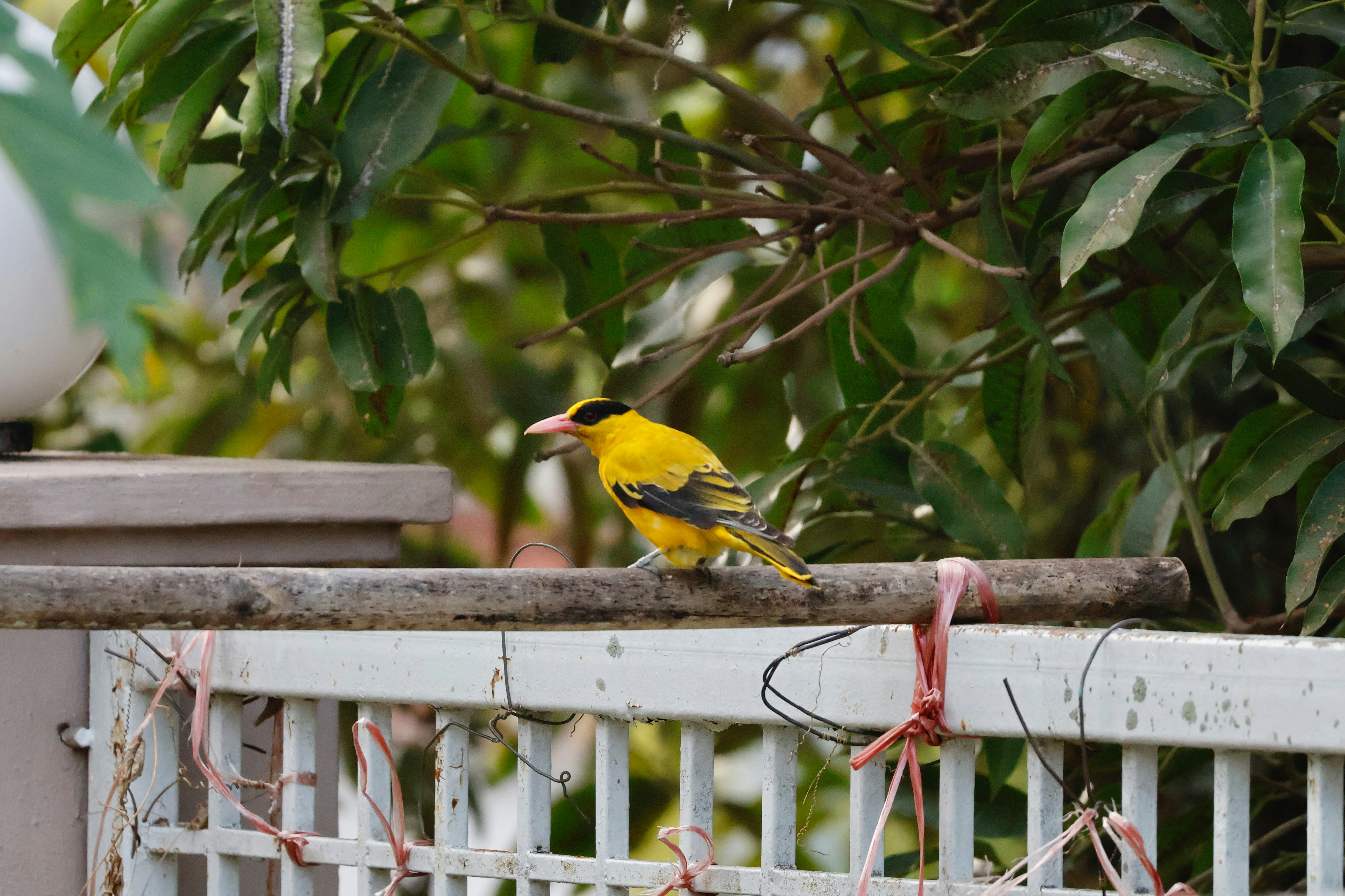 Sunlit Yellow Warbler on a Garden Rail