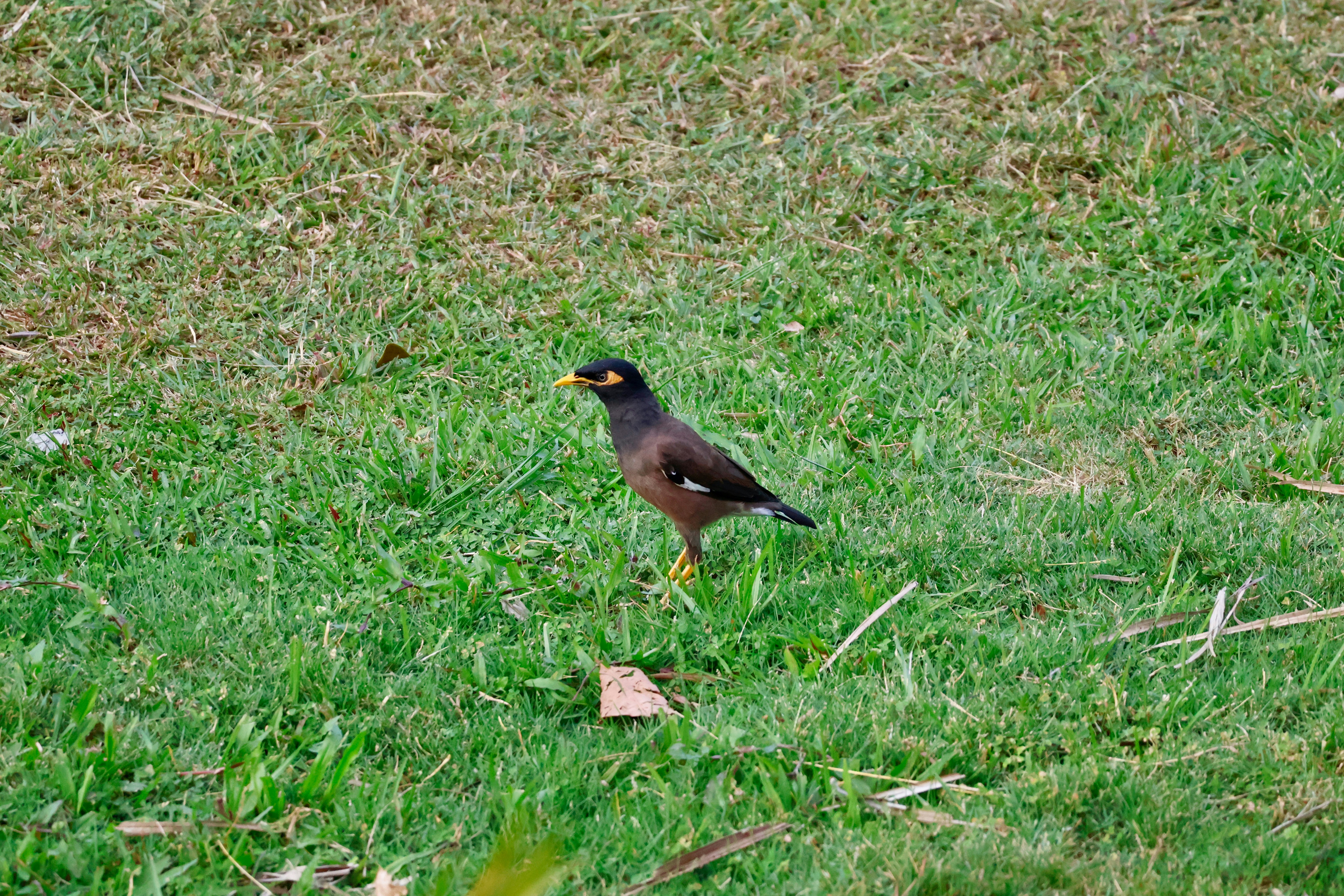Grounded Kingfisher: A Ruby-Brown Accent in Spring Green