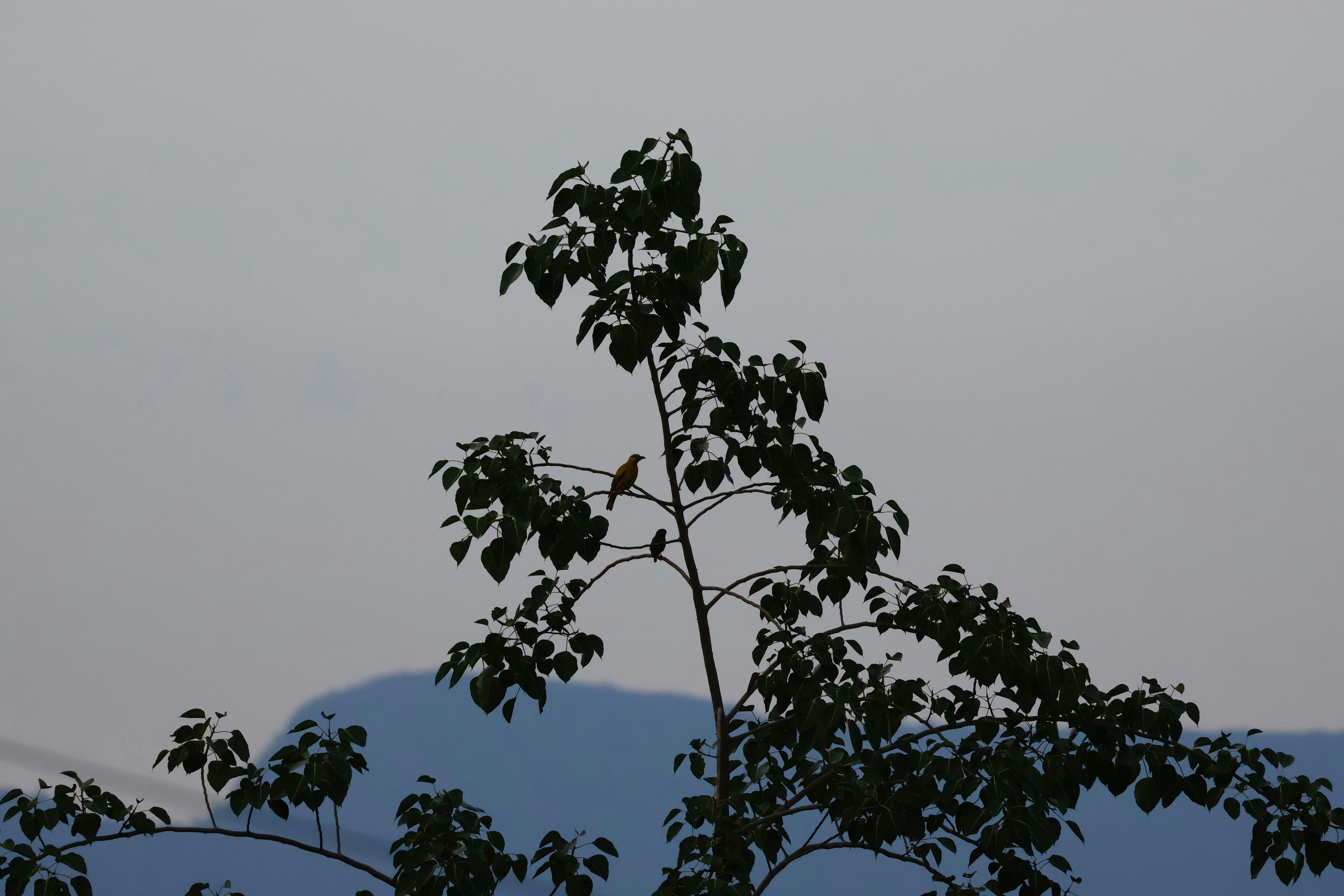 Silhouette on the Hill: A lone bird perched amid dark foliage