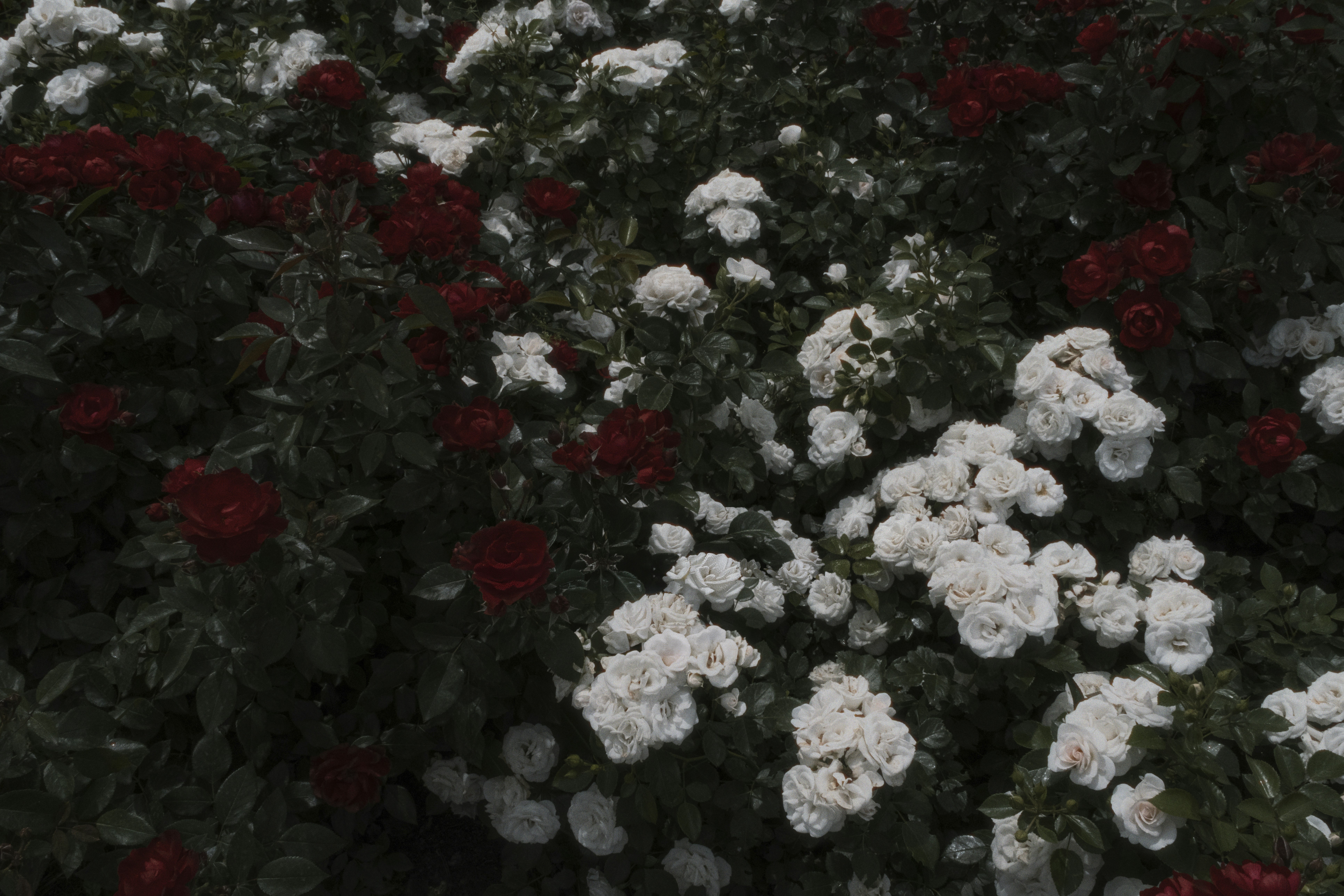 Moonlit Velvet Bloom: White Roses Amid Dark Foliage