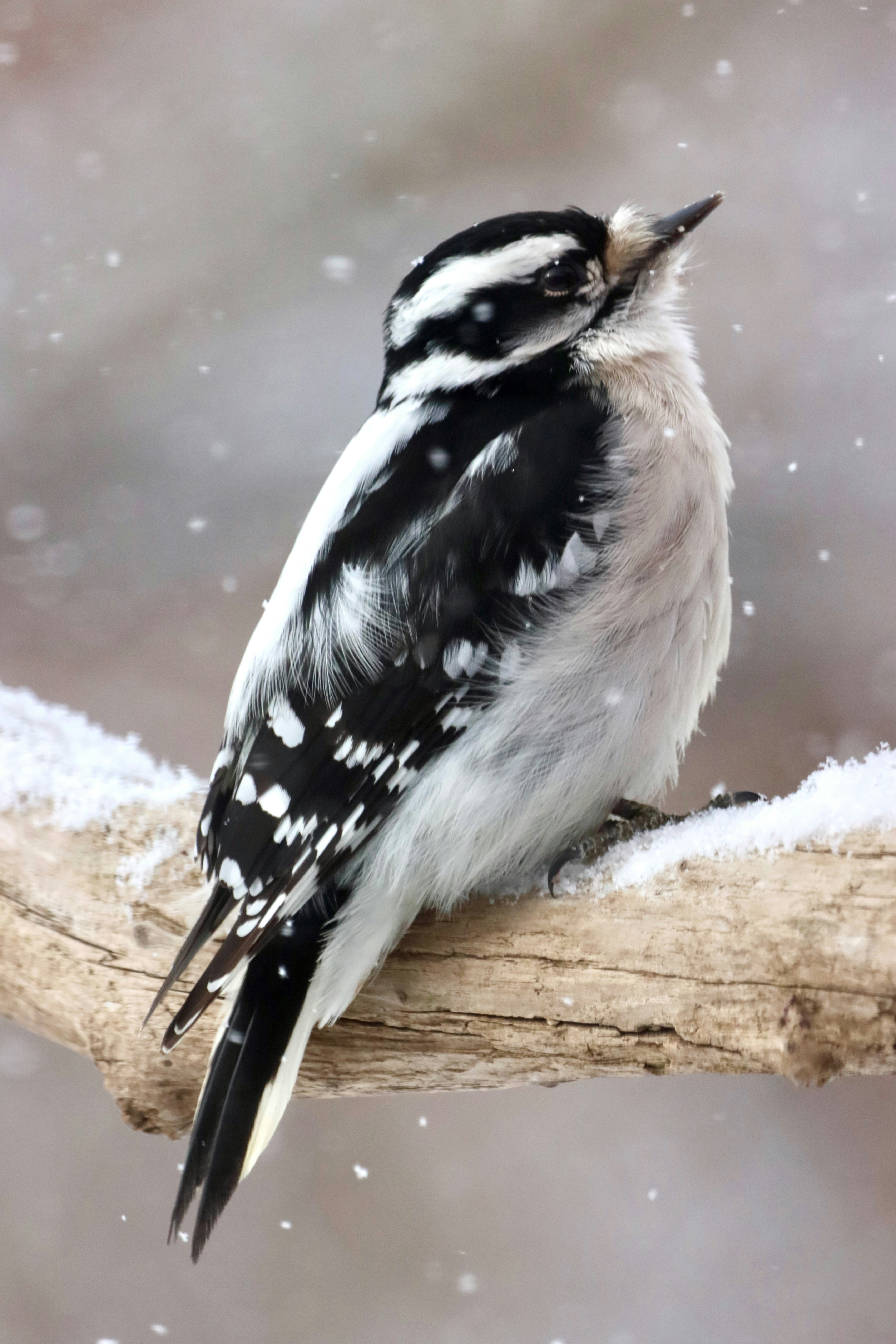 Snowy Perch: Black‑and‑White Willie on a Frosted Bough
