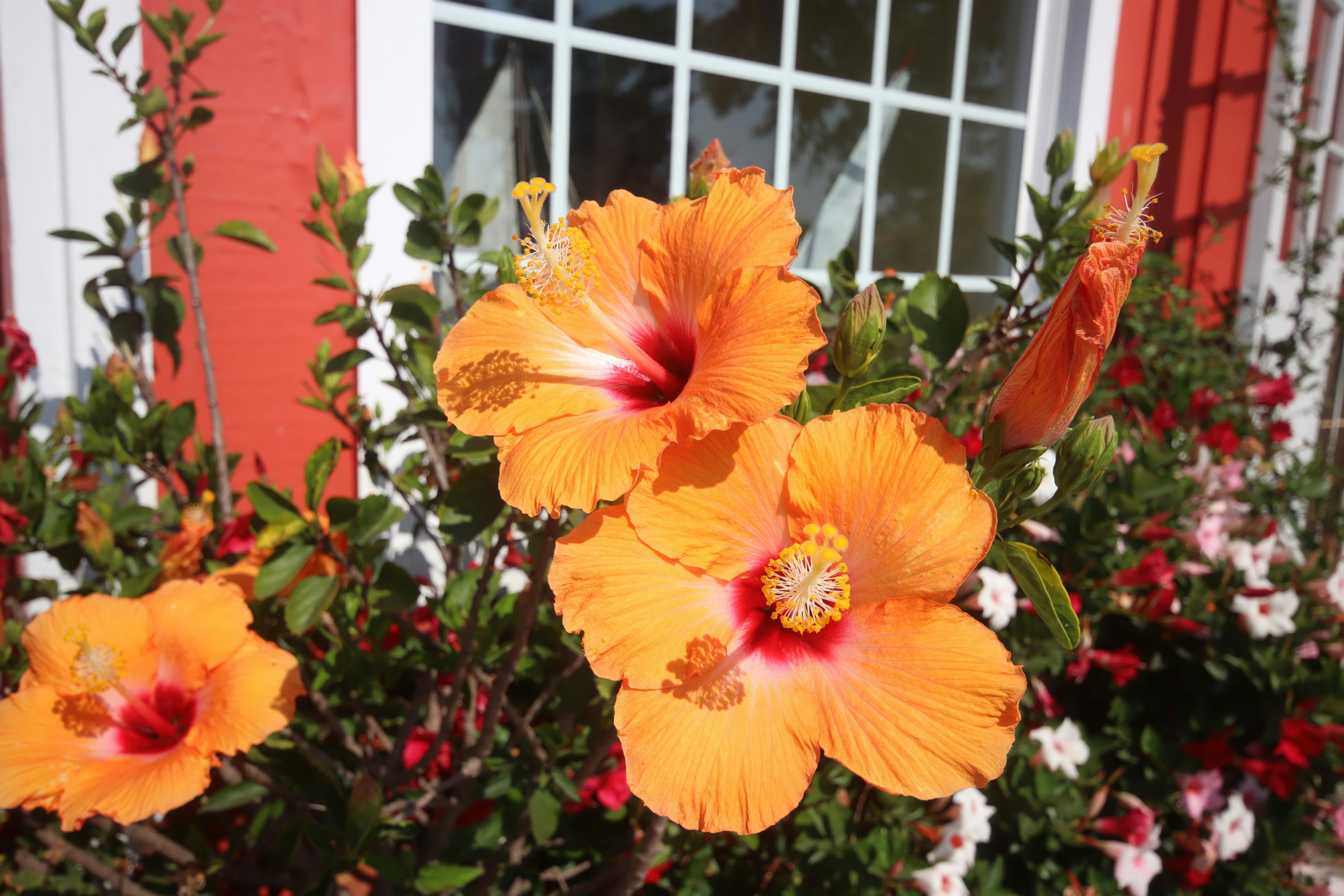 Orange Hibiscus Bloomway: A Burst of Garden Fire