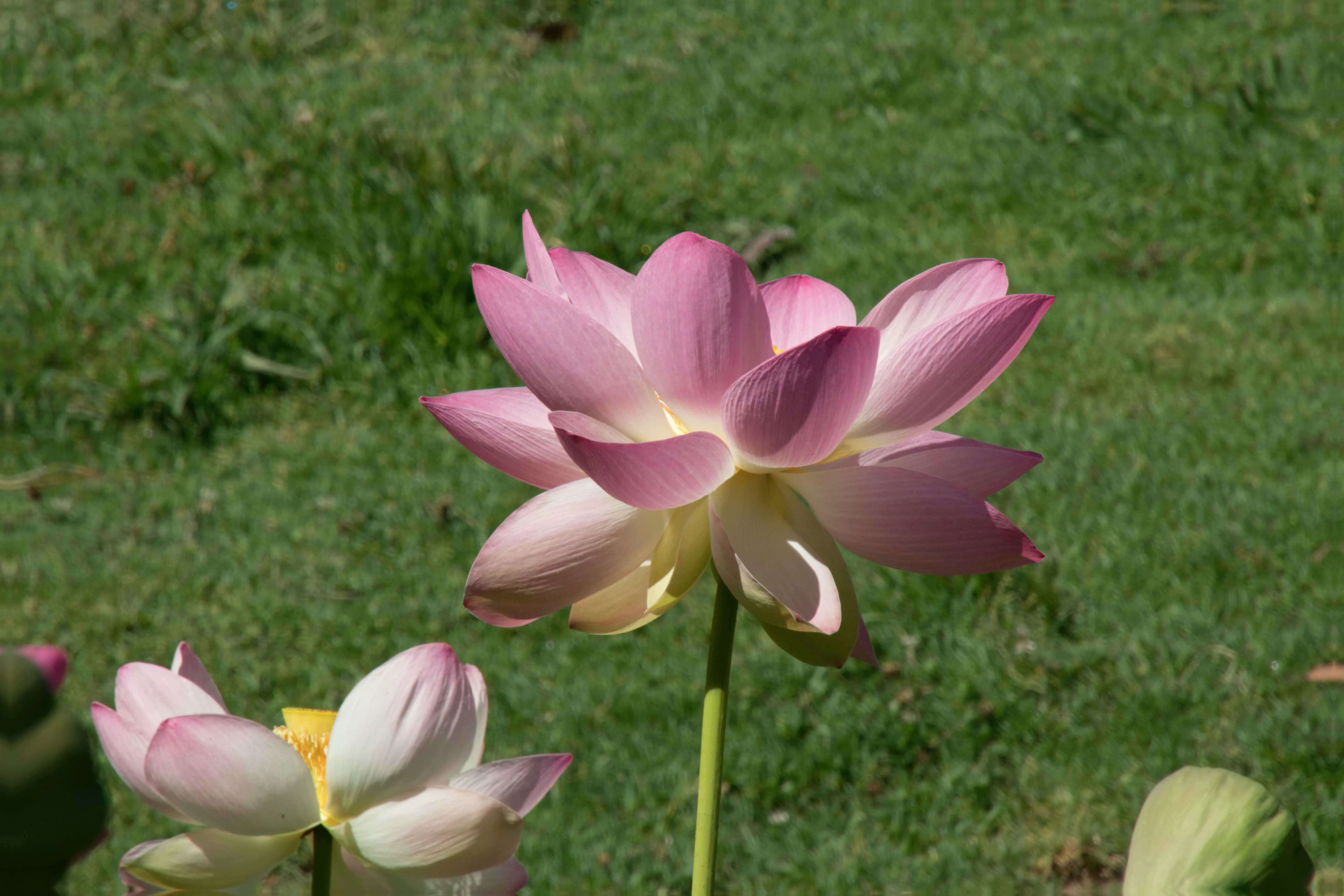Soft Pink Lotus Bloom Centered in a Sunlit Meadow