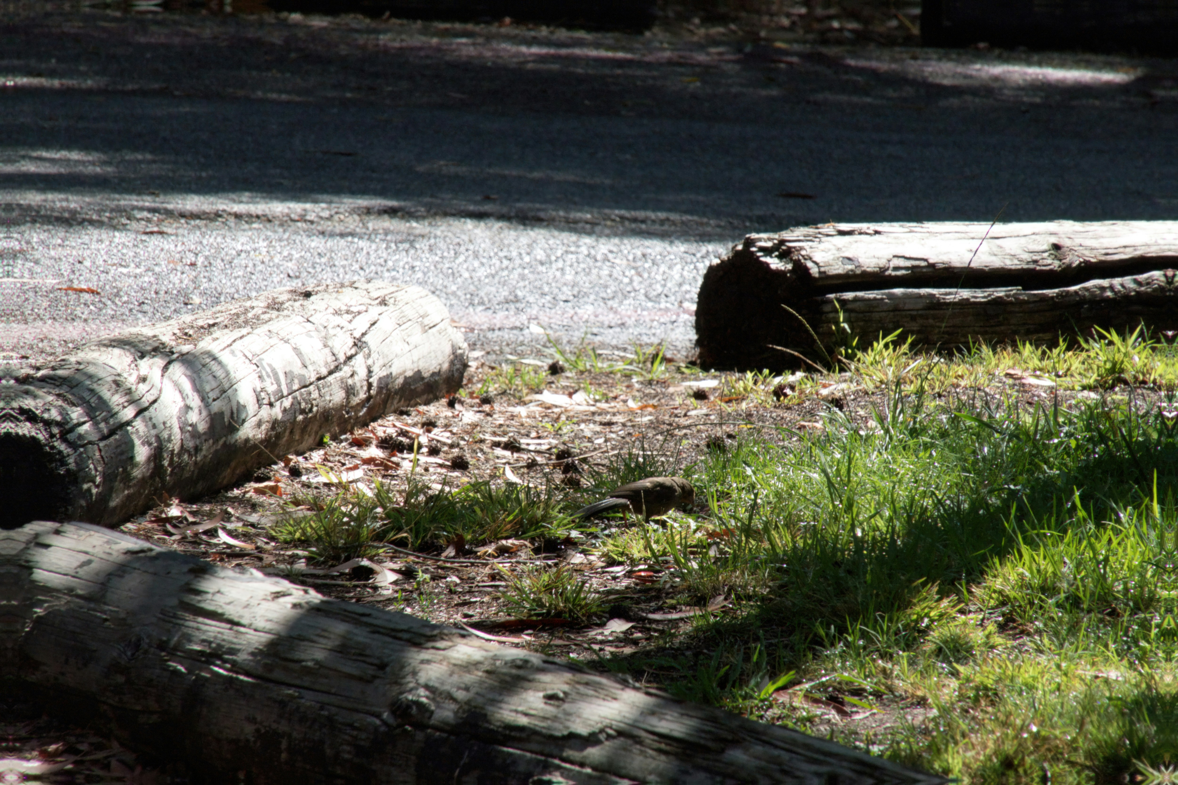 Sunlit Log Carvings: Quiet Edge of the Path