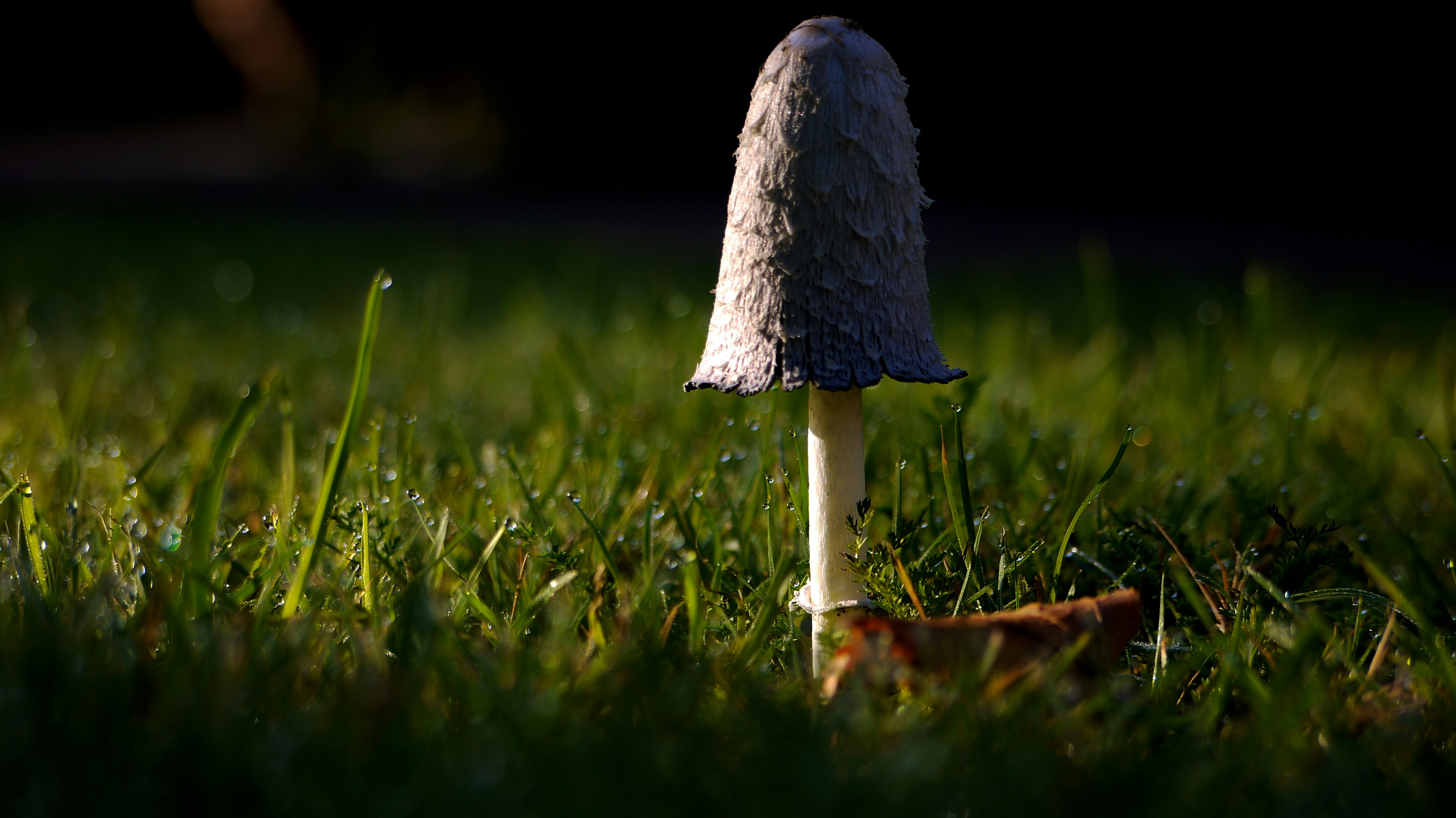 A beautiful mushroom, long cup, on green, dewy grass