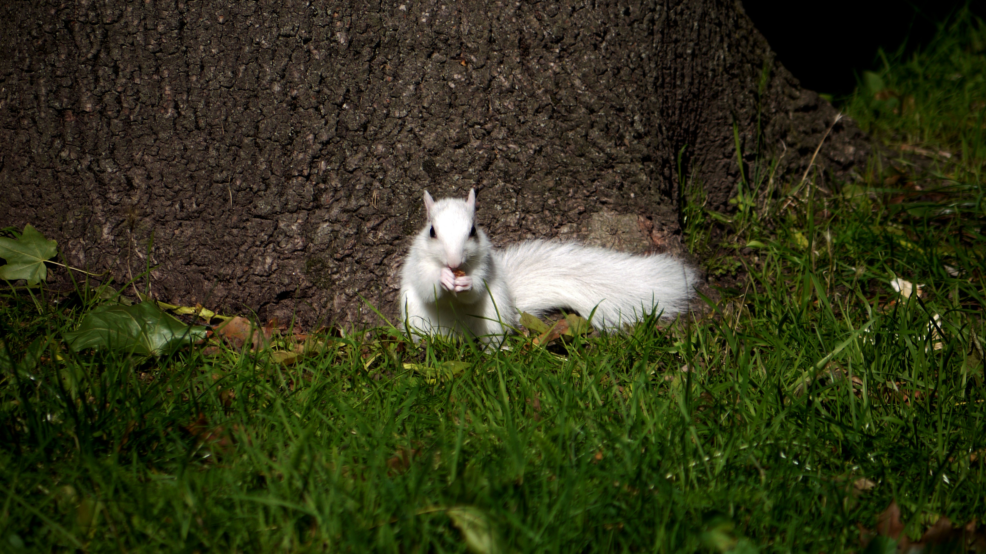 A rare white squirrel on grass, in front of a tree trunk, feeding