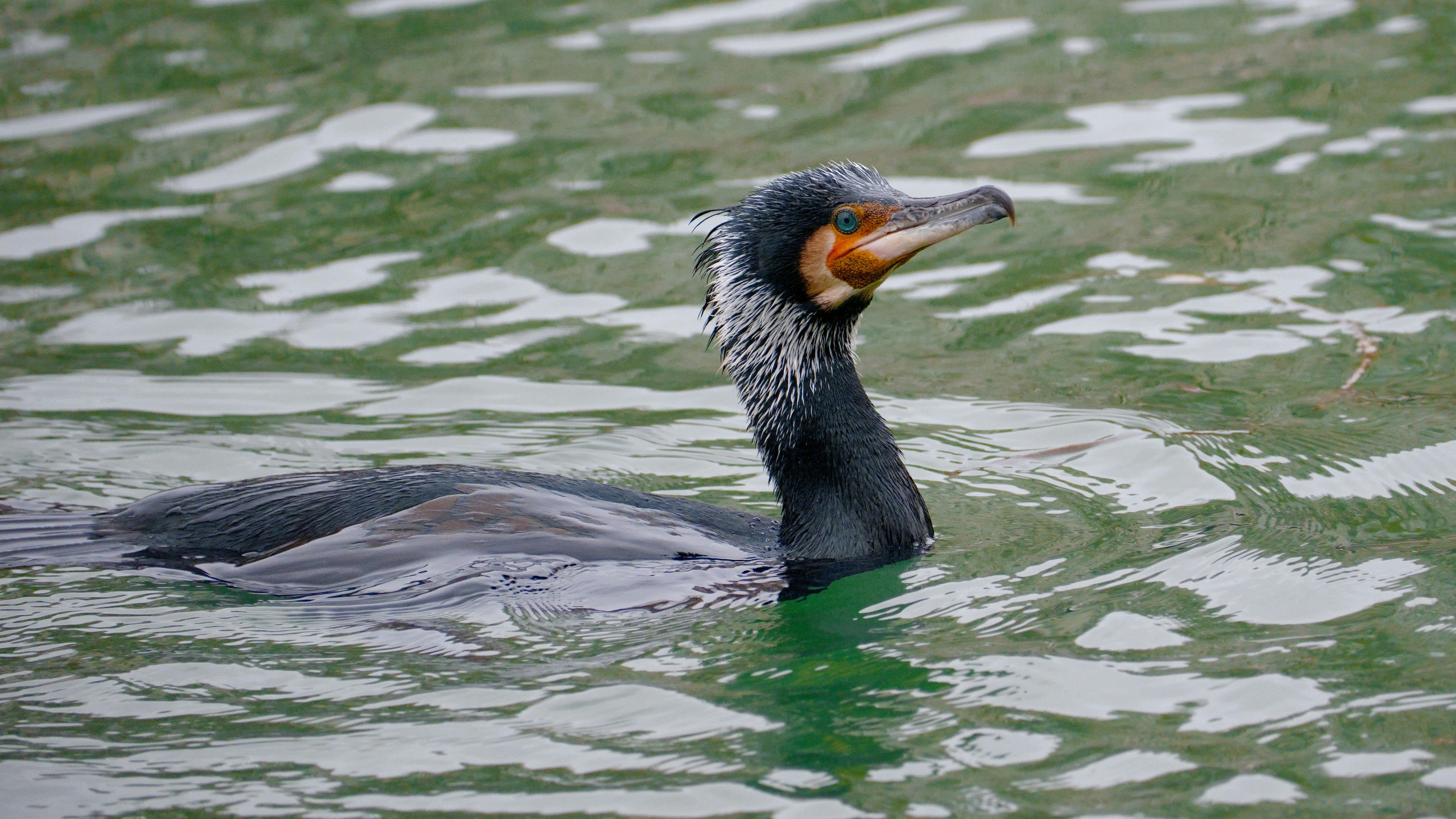 Grebe in emerald ripples: focused eye and weathered bill