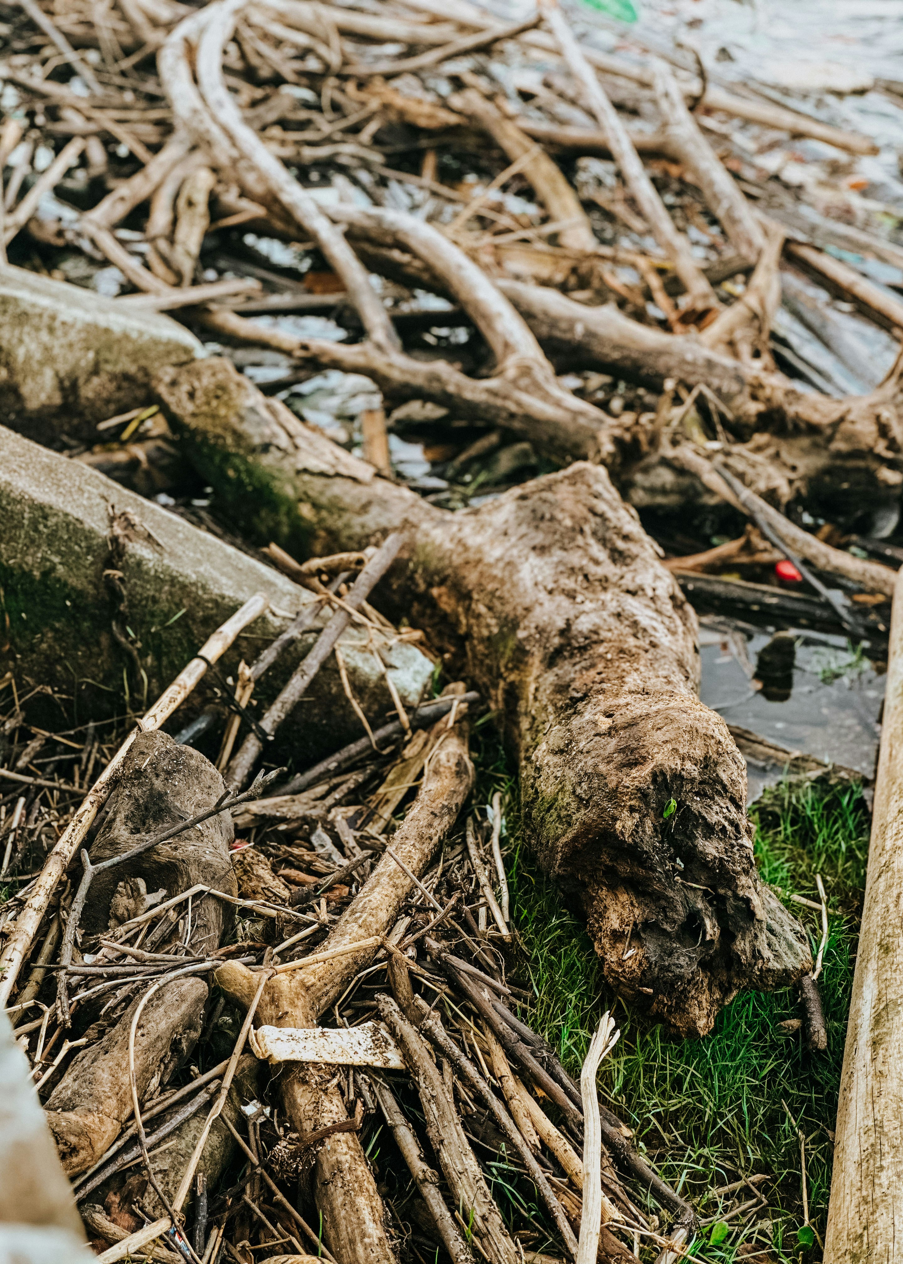 Weathered Driftwood with Moss and Debris by Shoreline