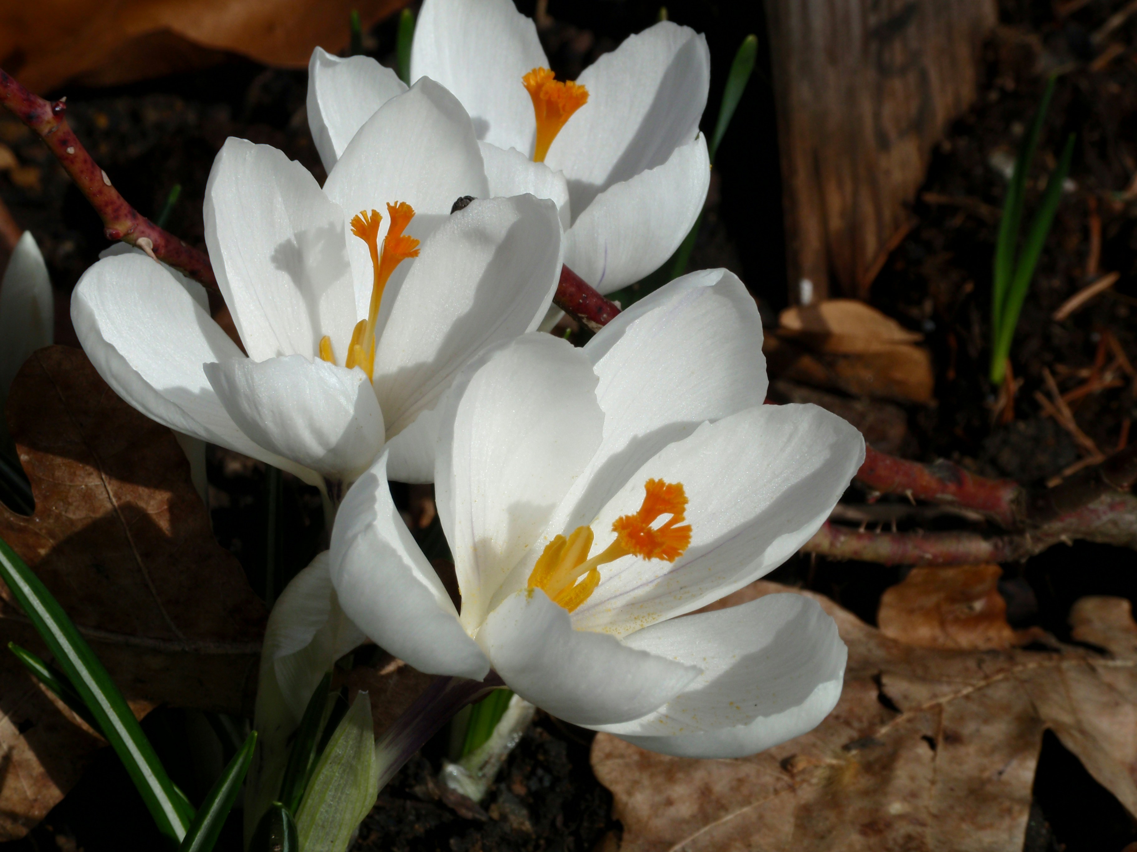 Several white crocuses bloom in the soil.