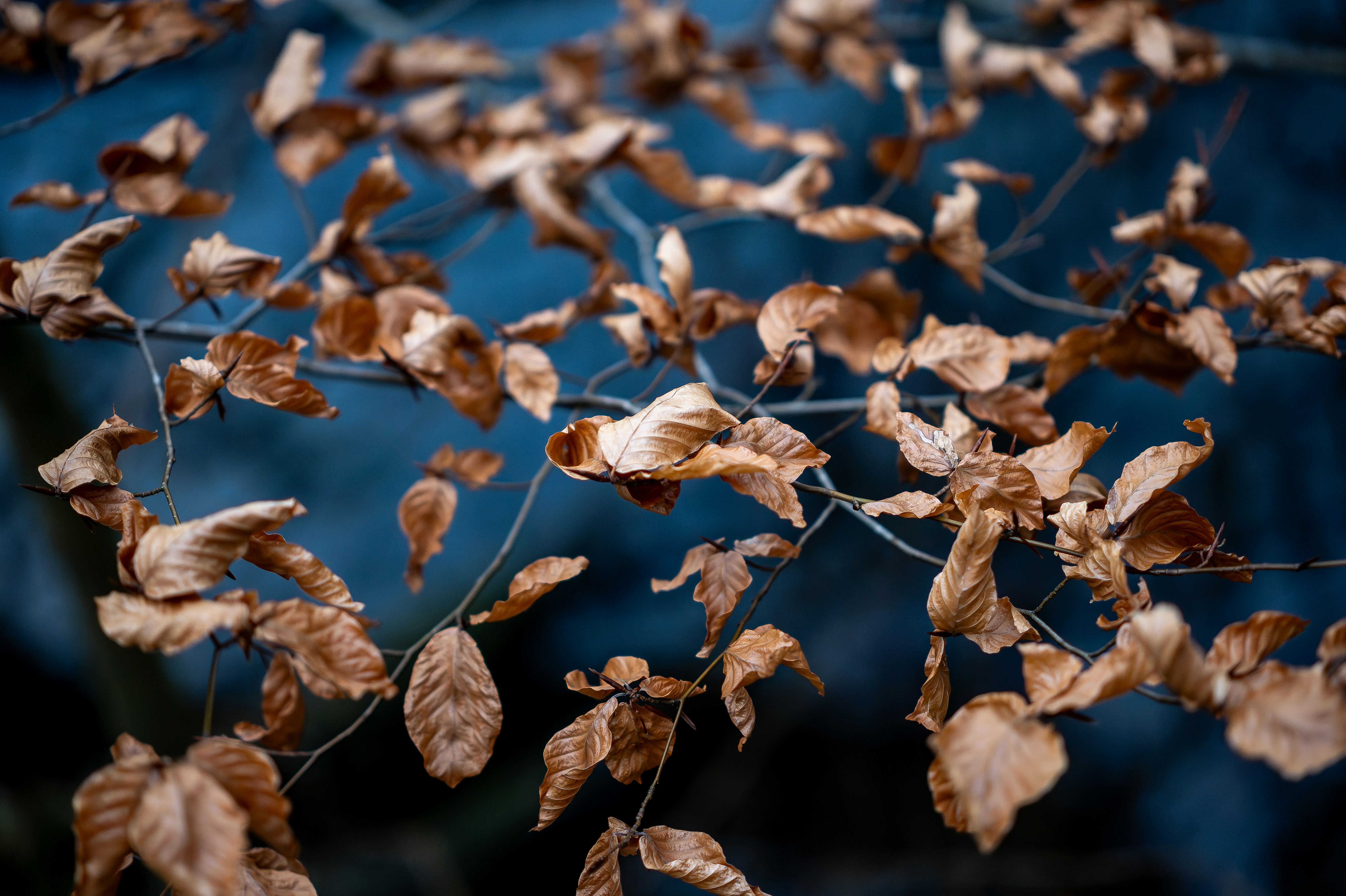 Autumnal Leaves in Sharp Focus Against a Cool Backdrop