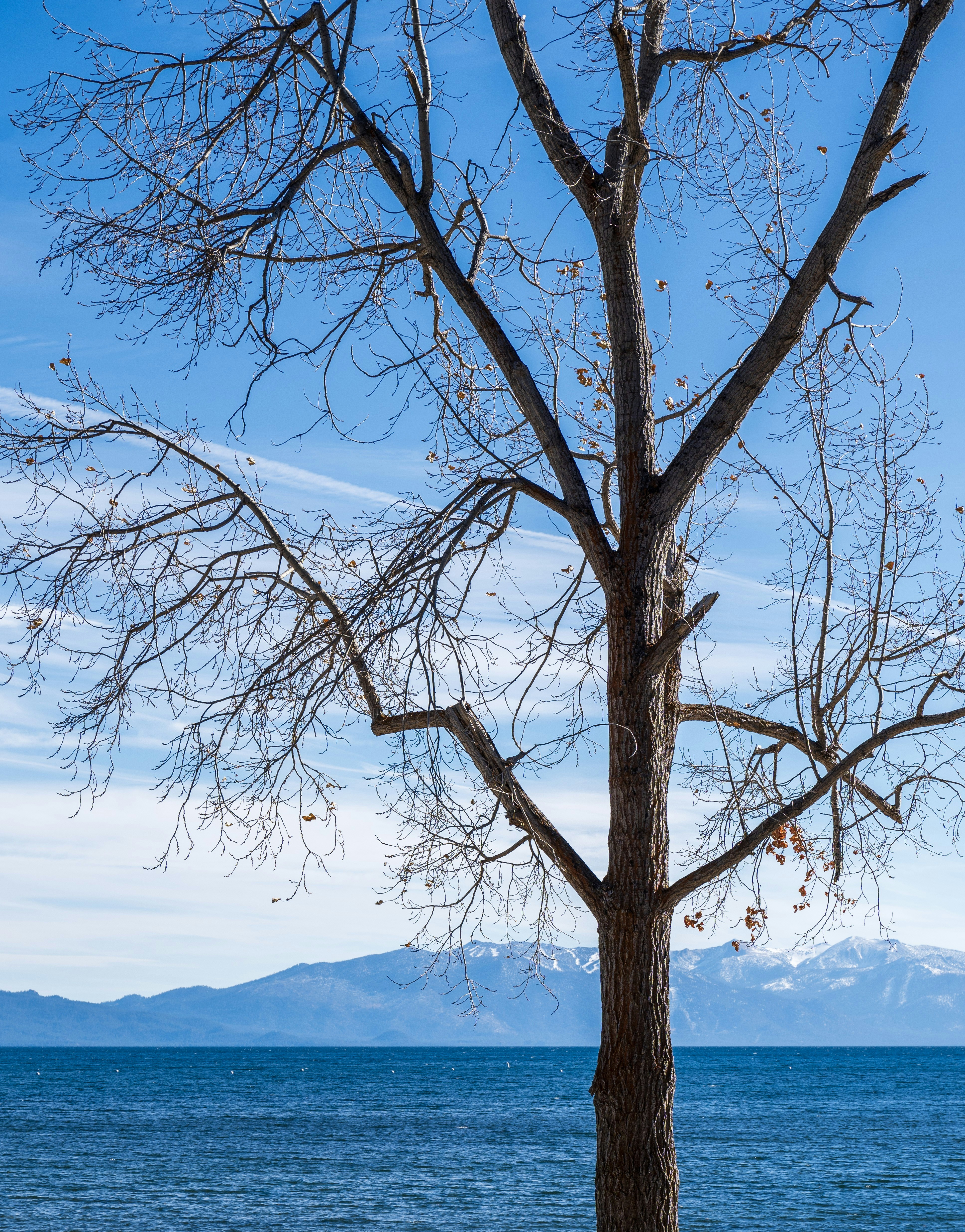 Lone Tree Serenade by the Lake