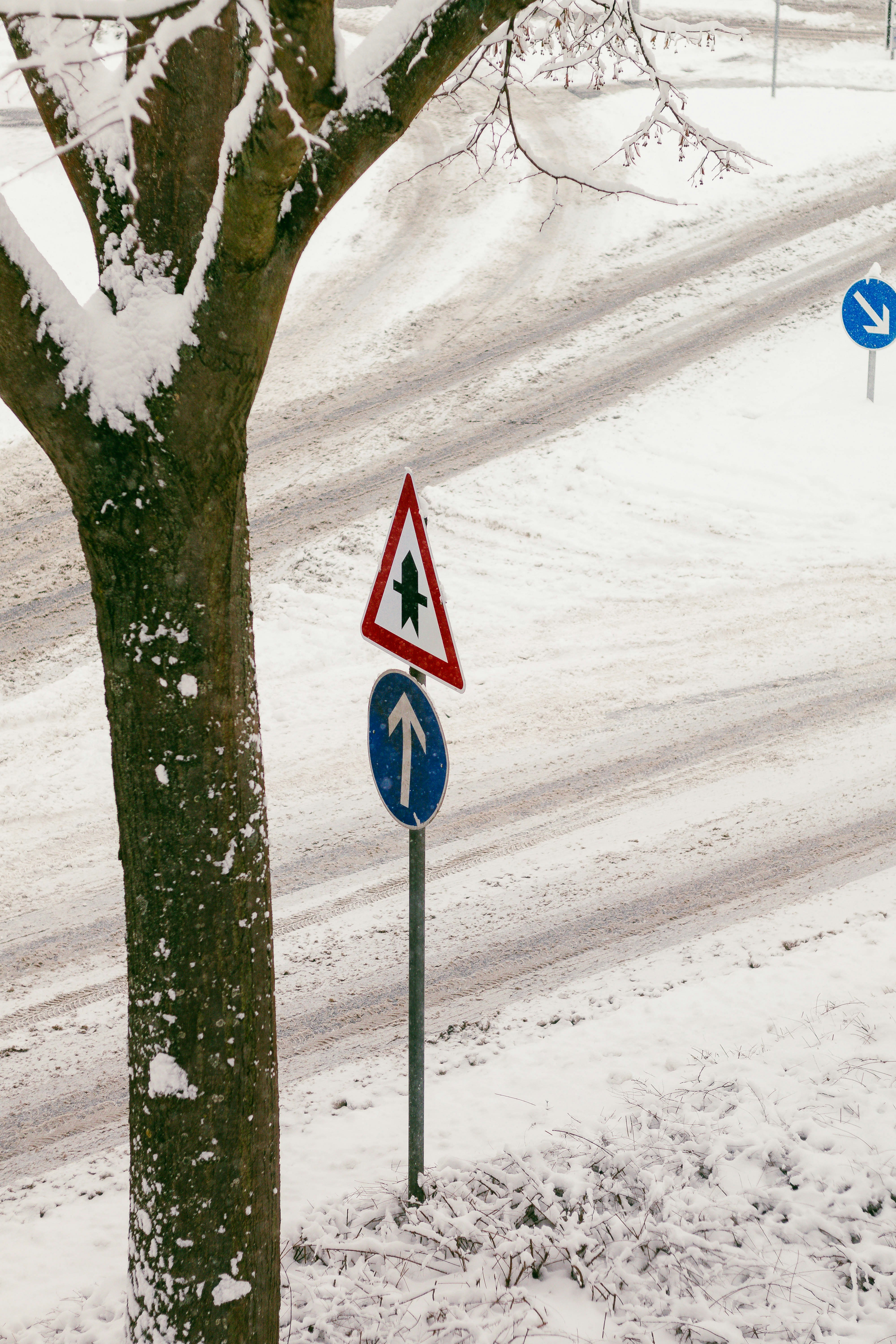 Snowbound Intersection: Signs, Tree, and Quiet Street