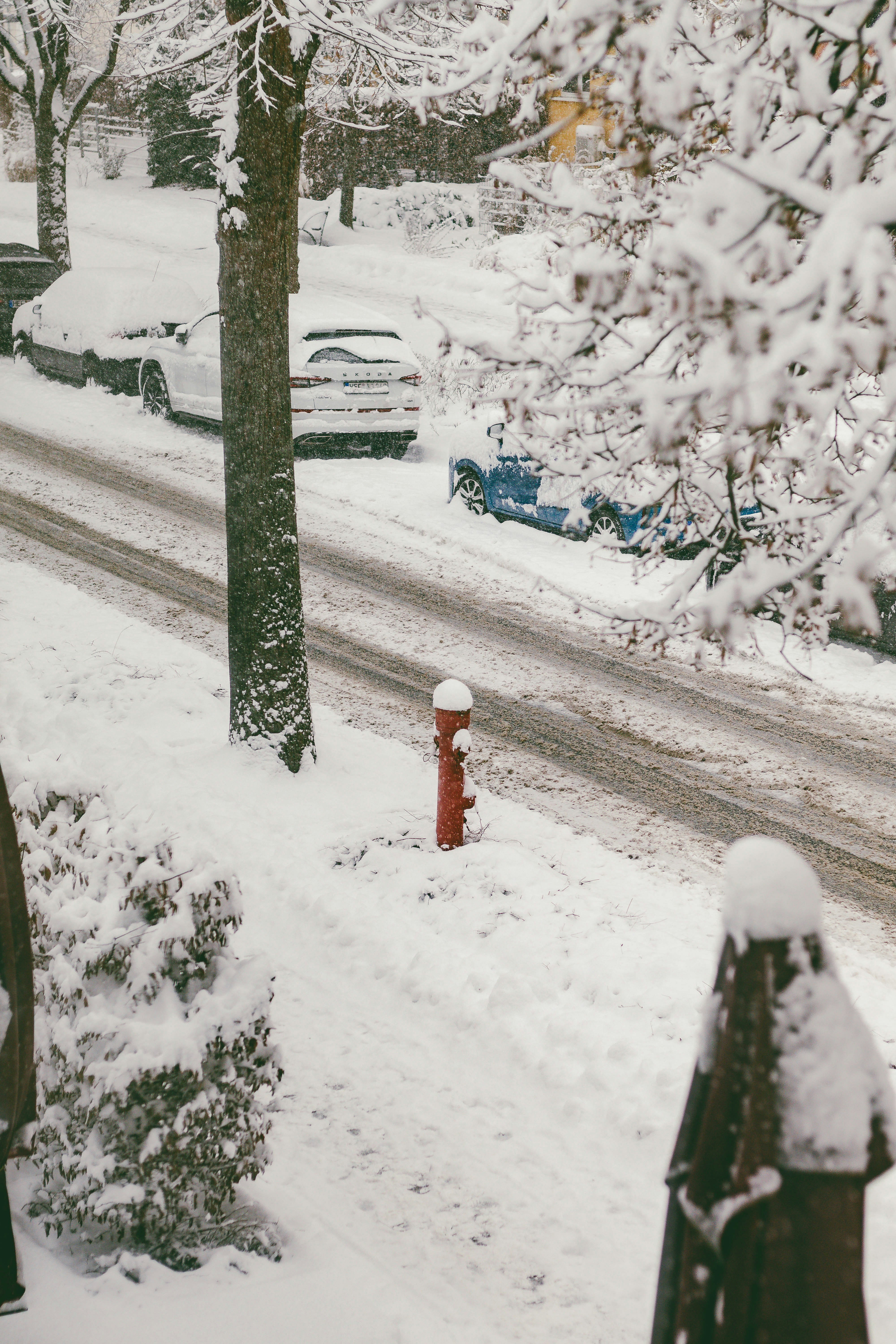 Snowbound Street Scene with Parked Cars and Frosted Branches