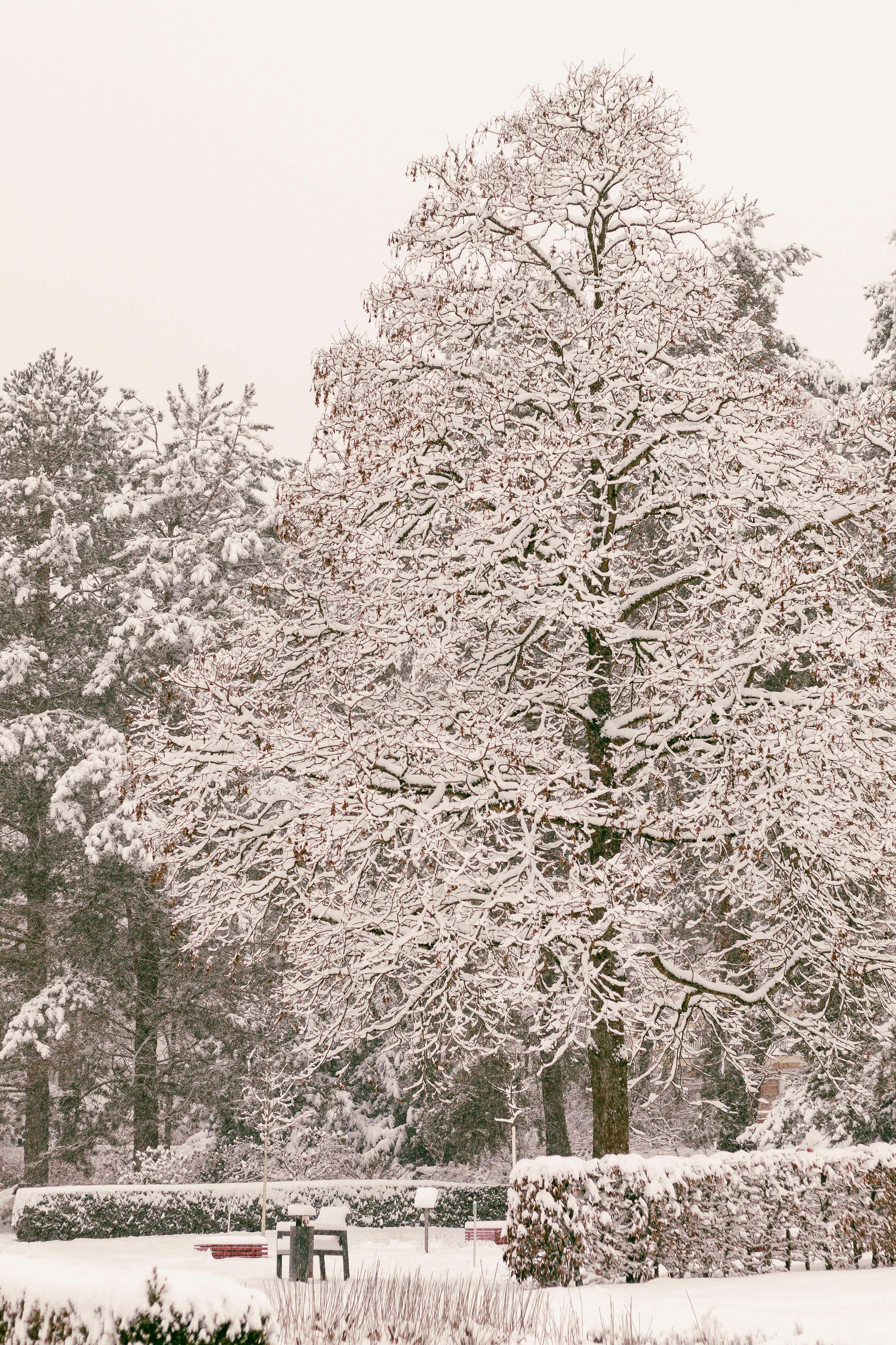 Snow-covered trees in a park during winter.