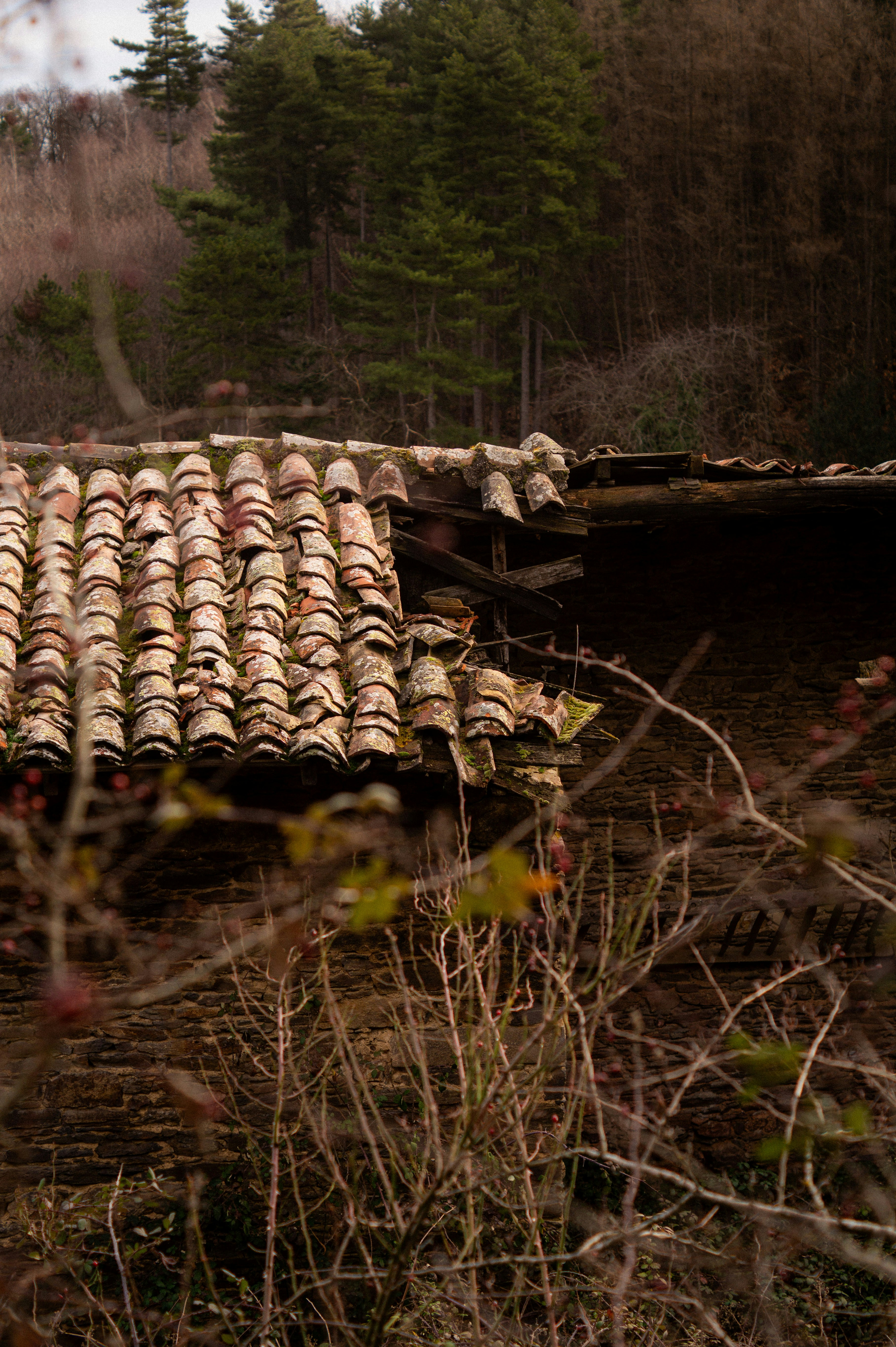 Weathered Tile Roof overgrown by Winter Branches