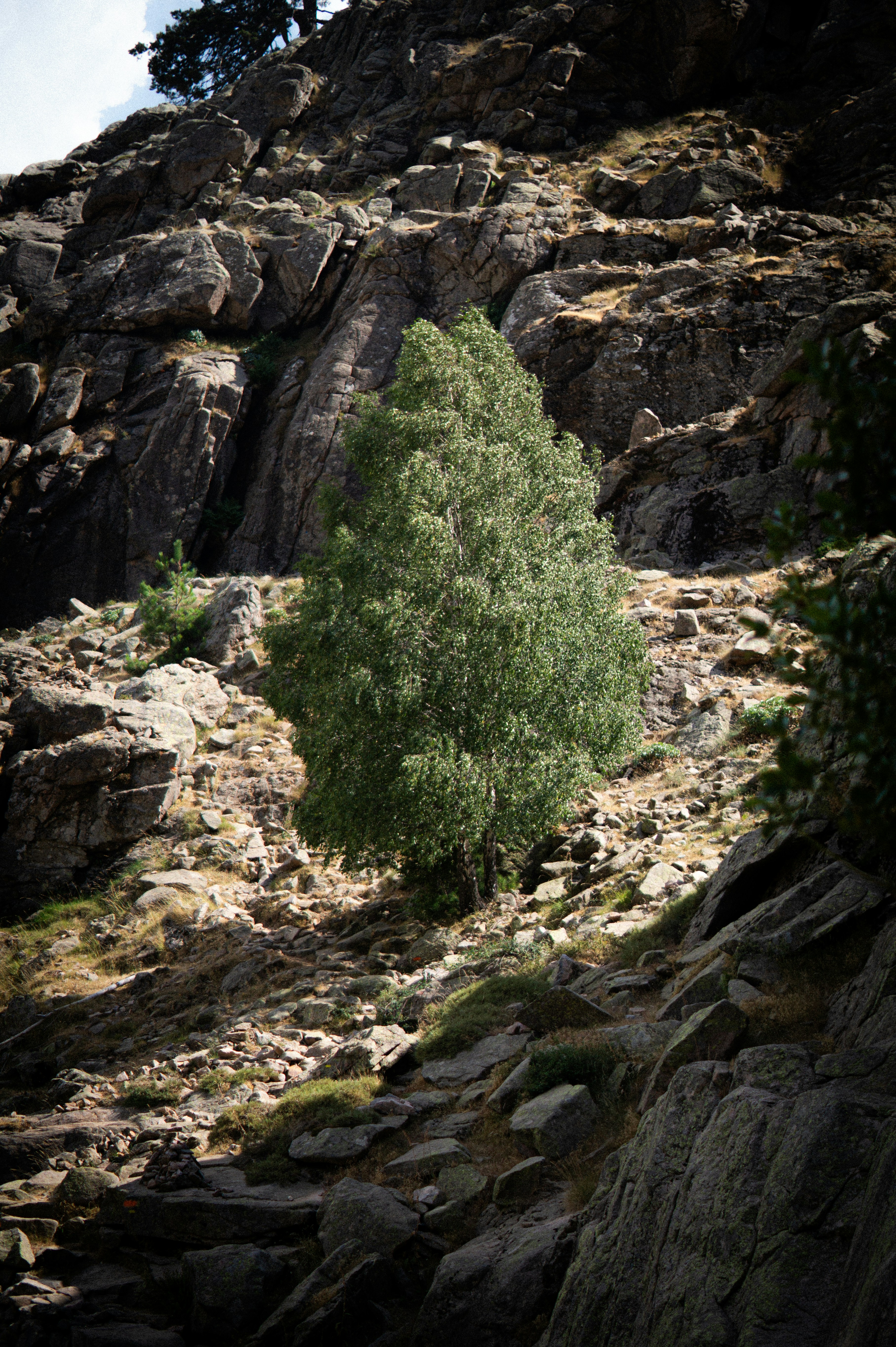  lone green tree rising from rocky slope beneath a craggy cliff
