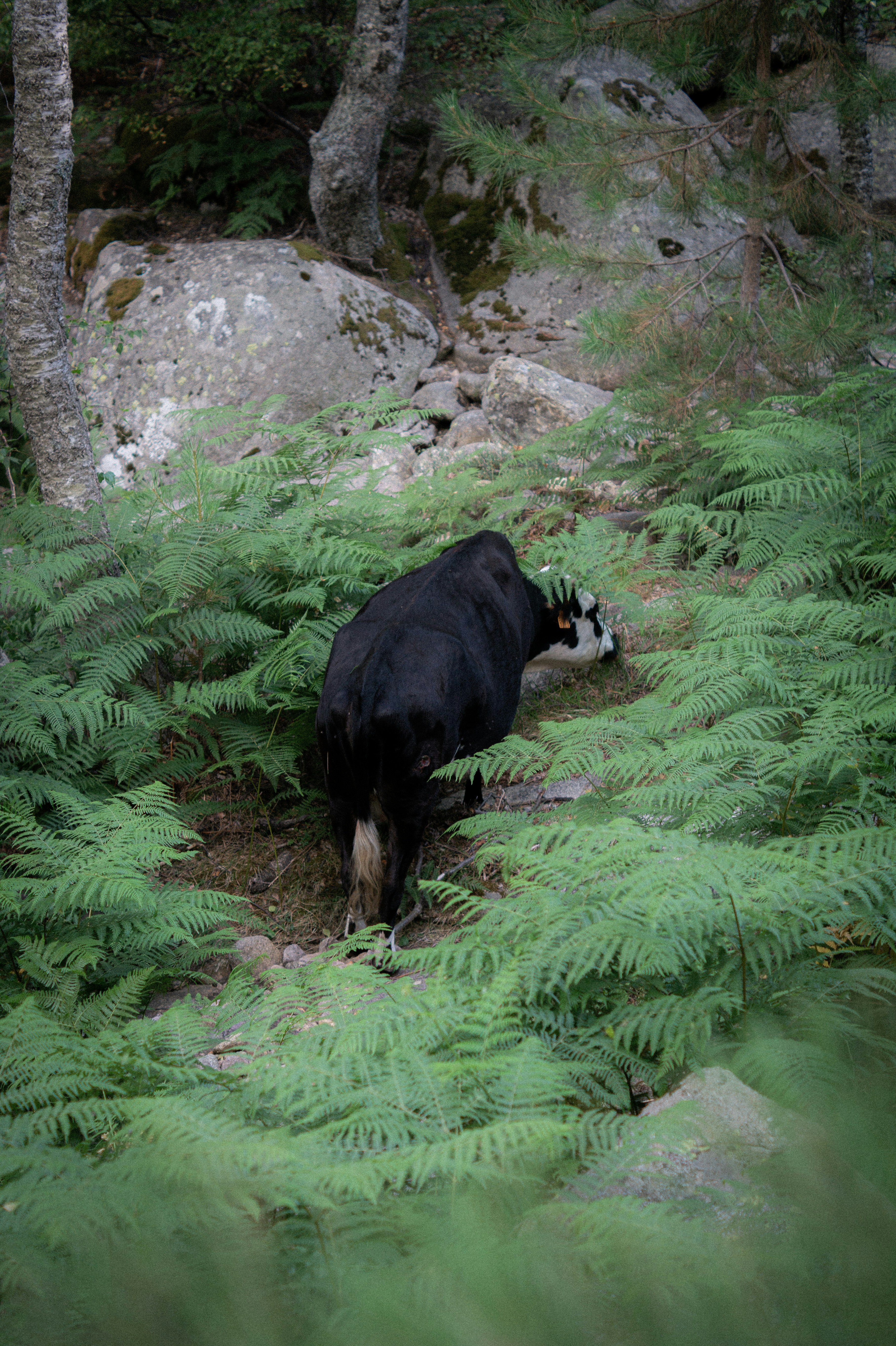 Black bovine silhouette in fern-sheltered forest glade