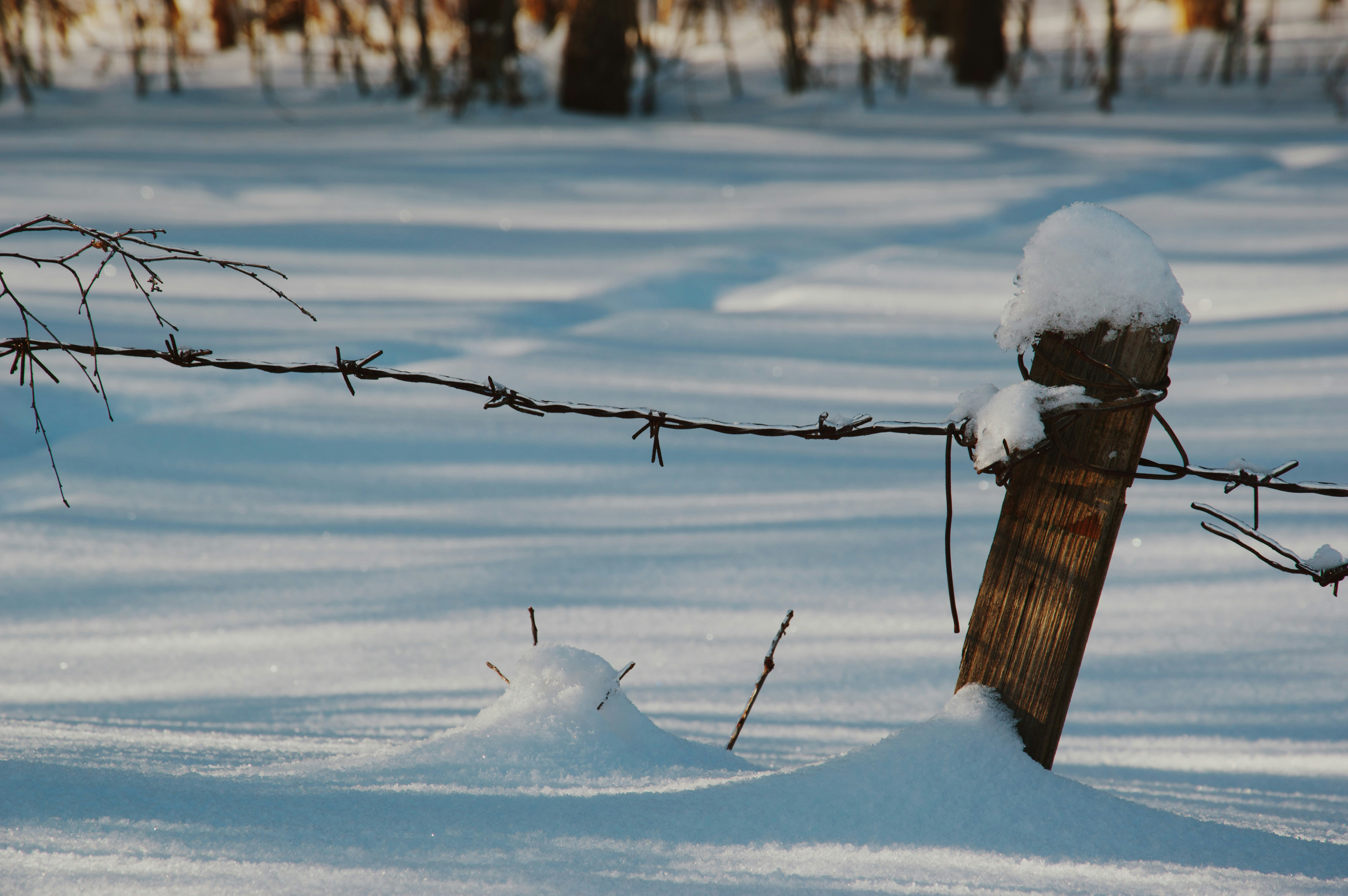 Snowbound Fence Post Reaching Through the Quiet Field
