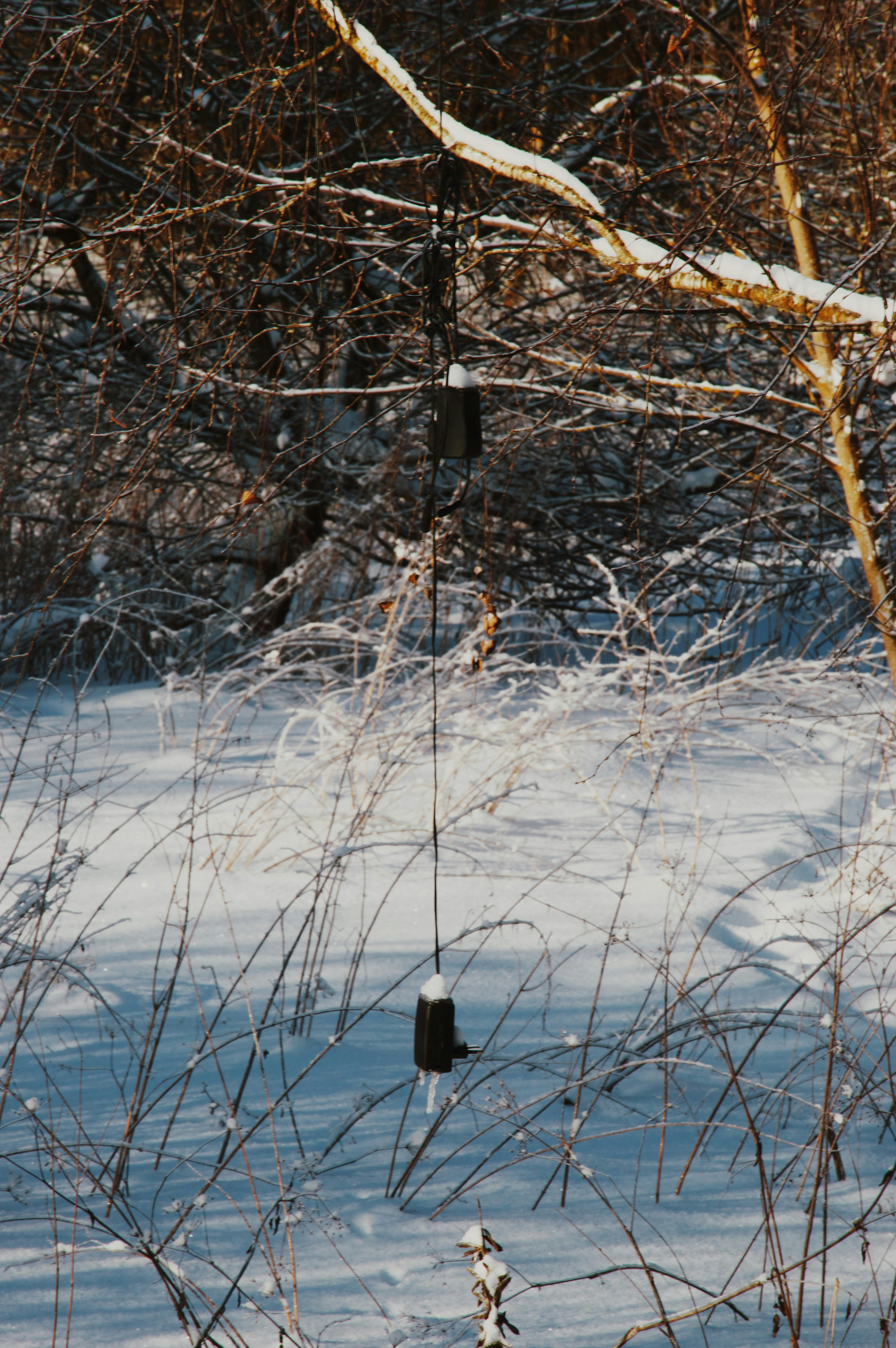 Snowbound Bell Drop: Tiny Ornaments Swing in a Frosted Branch