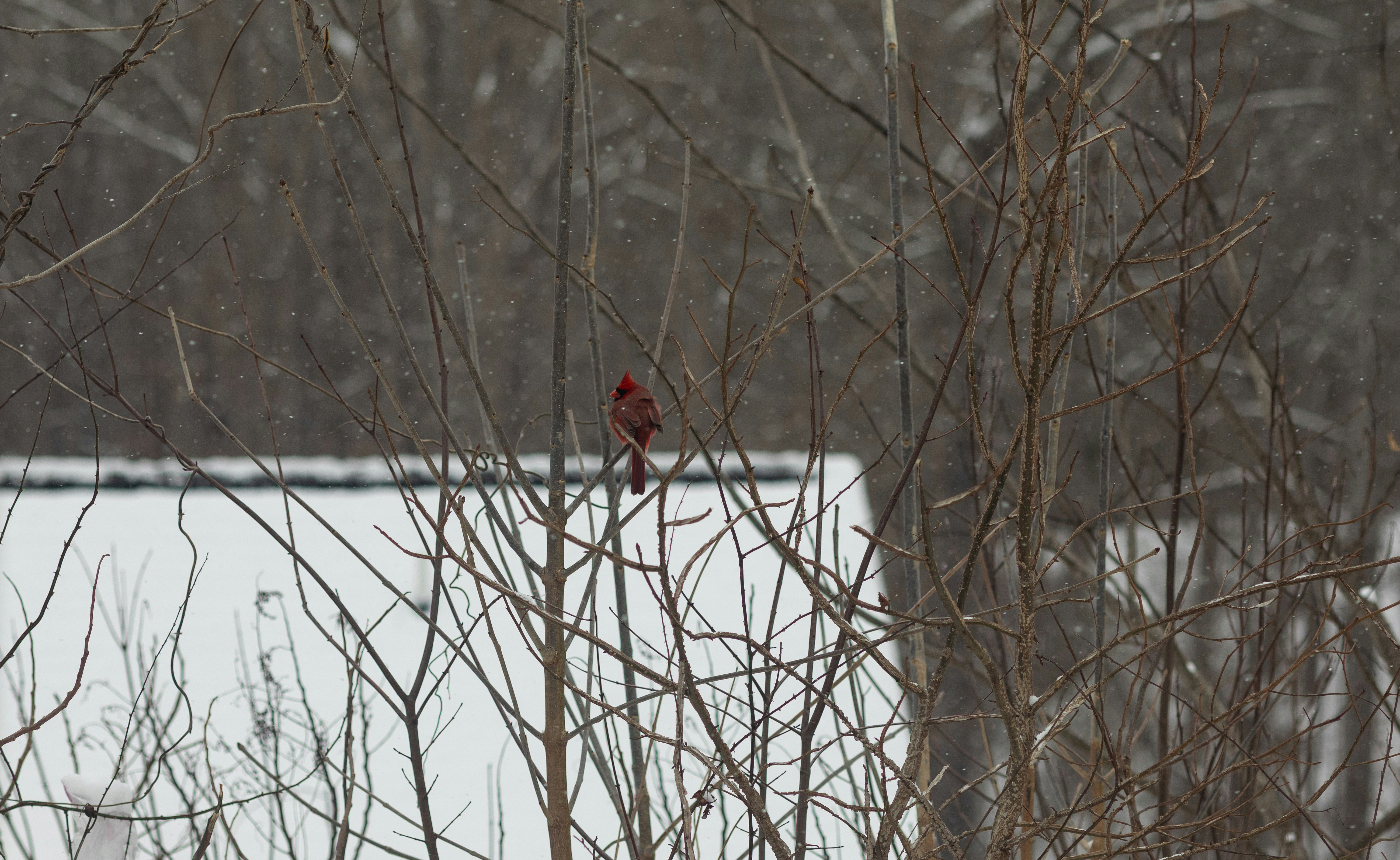 Red Cardinal In Snowy Thicket