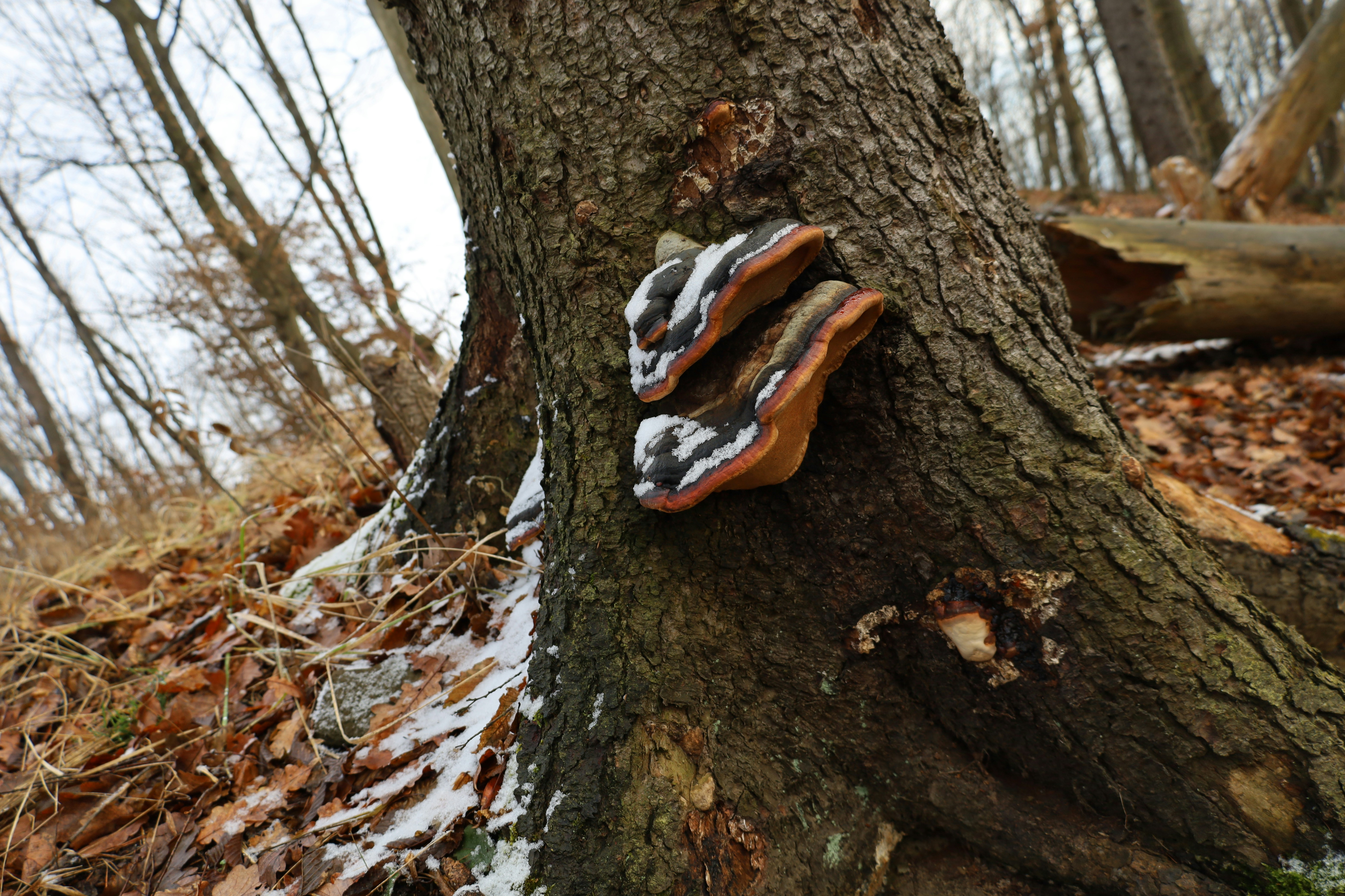 Bracketed Shelf of Fungus on an Ancient Oak