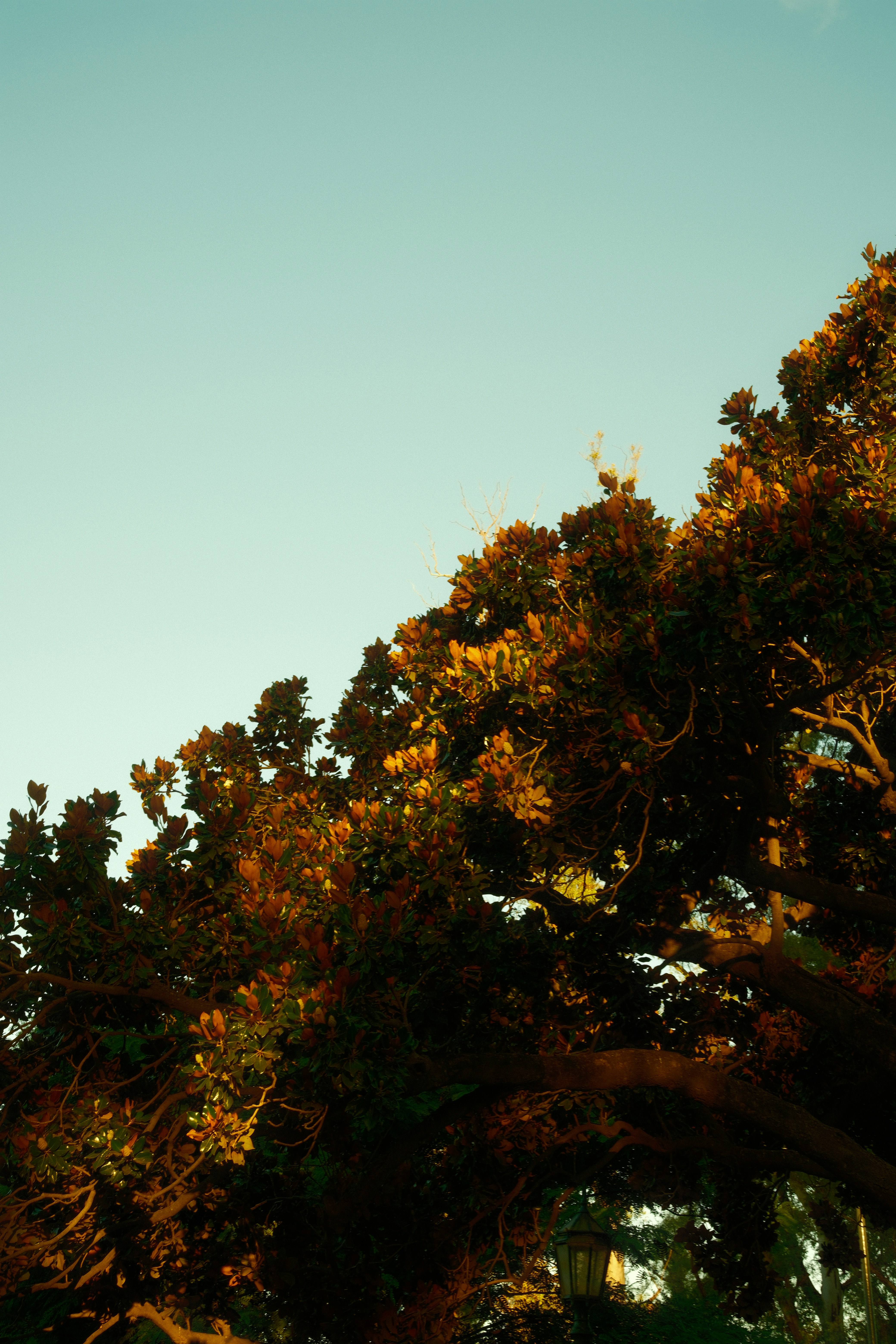 Sunlit Canopy: Golden Leaves in a Clear Sky