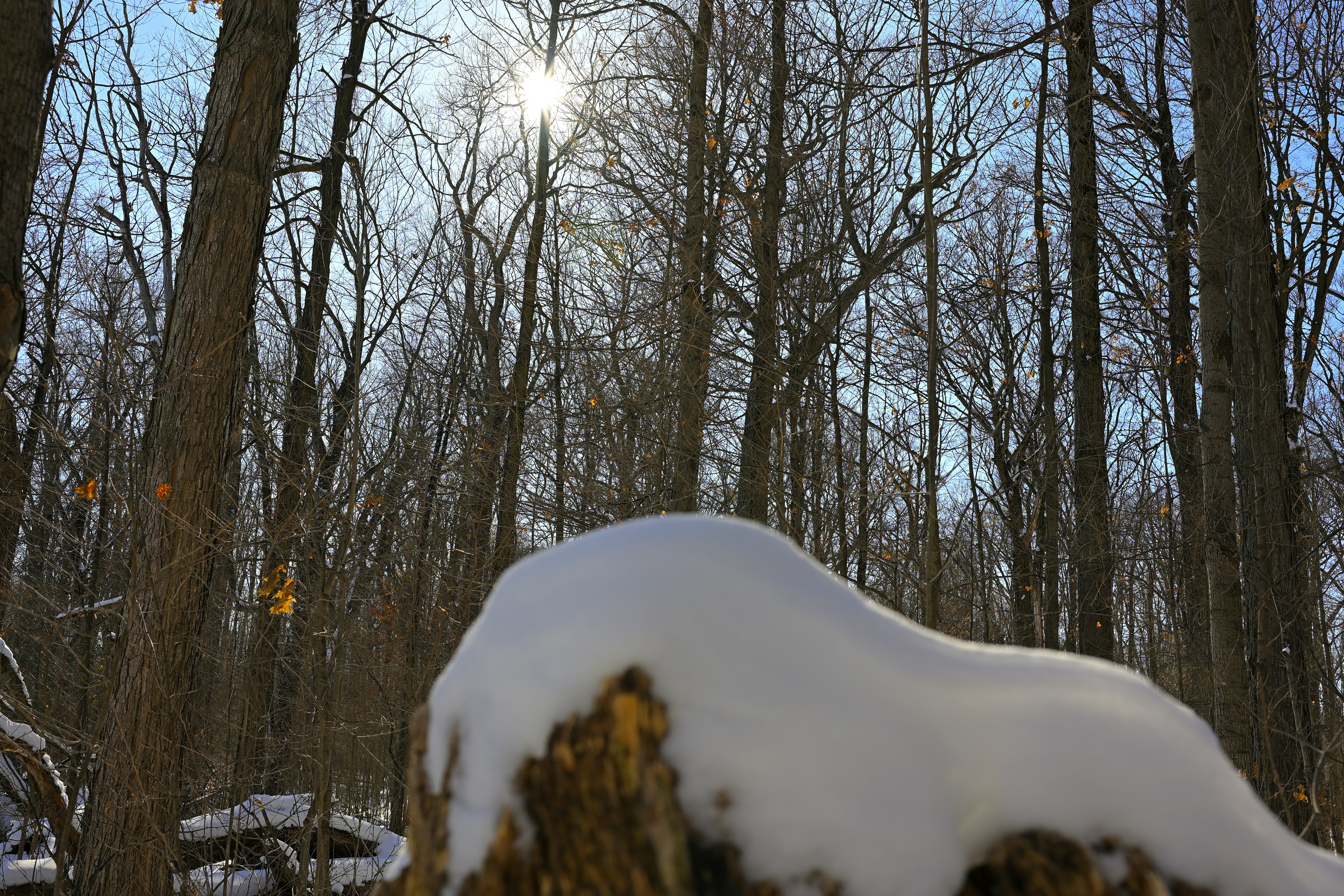 Snow-Capped Log in a Quiet Winter Forest