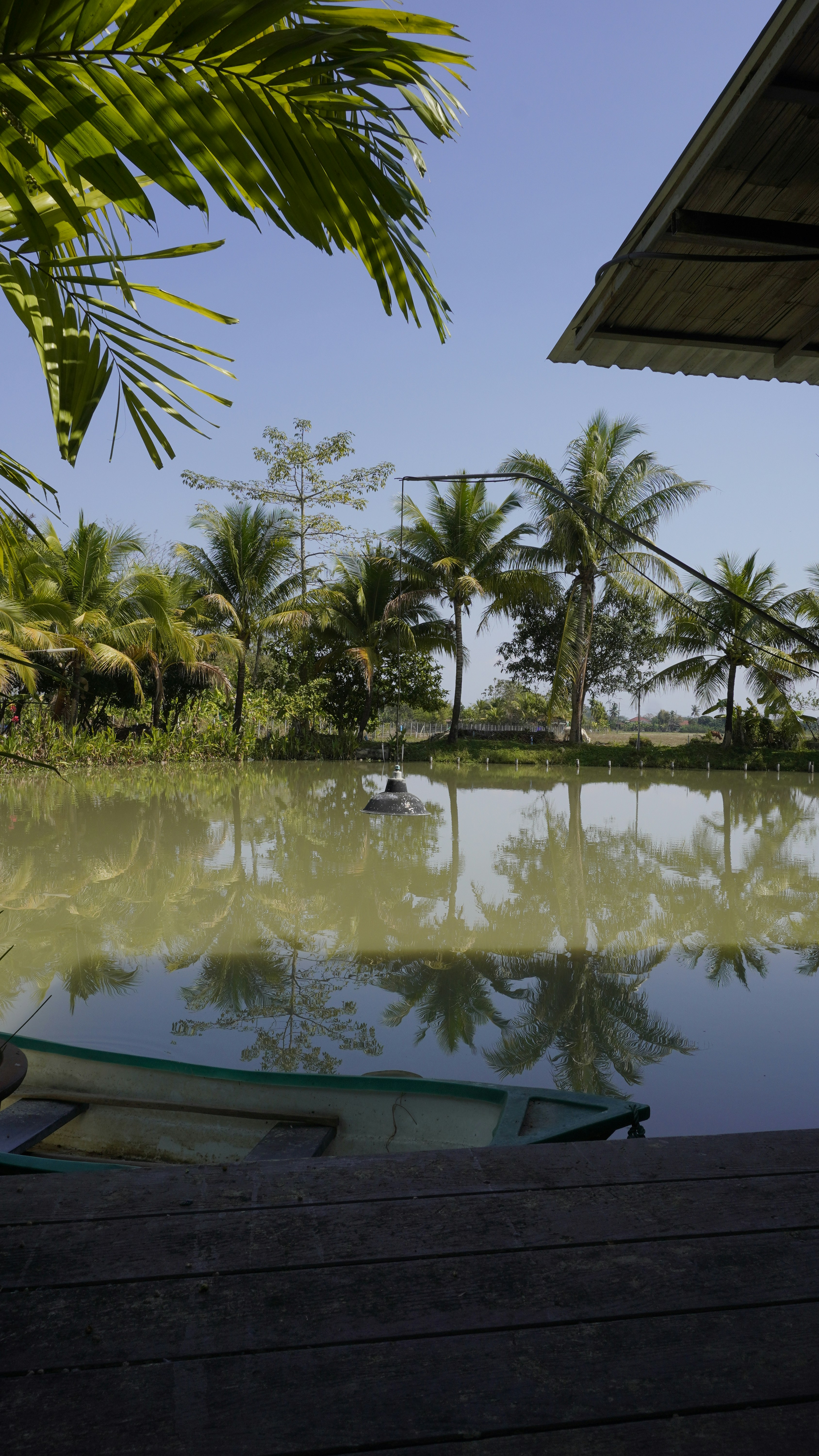 Still Waters and Palm Shadow: A Quiet Riverside Scene