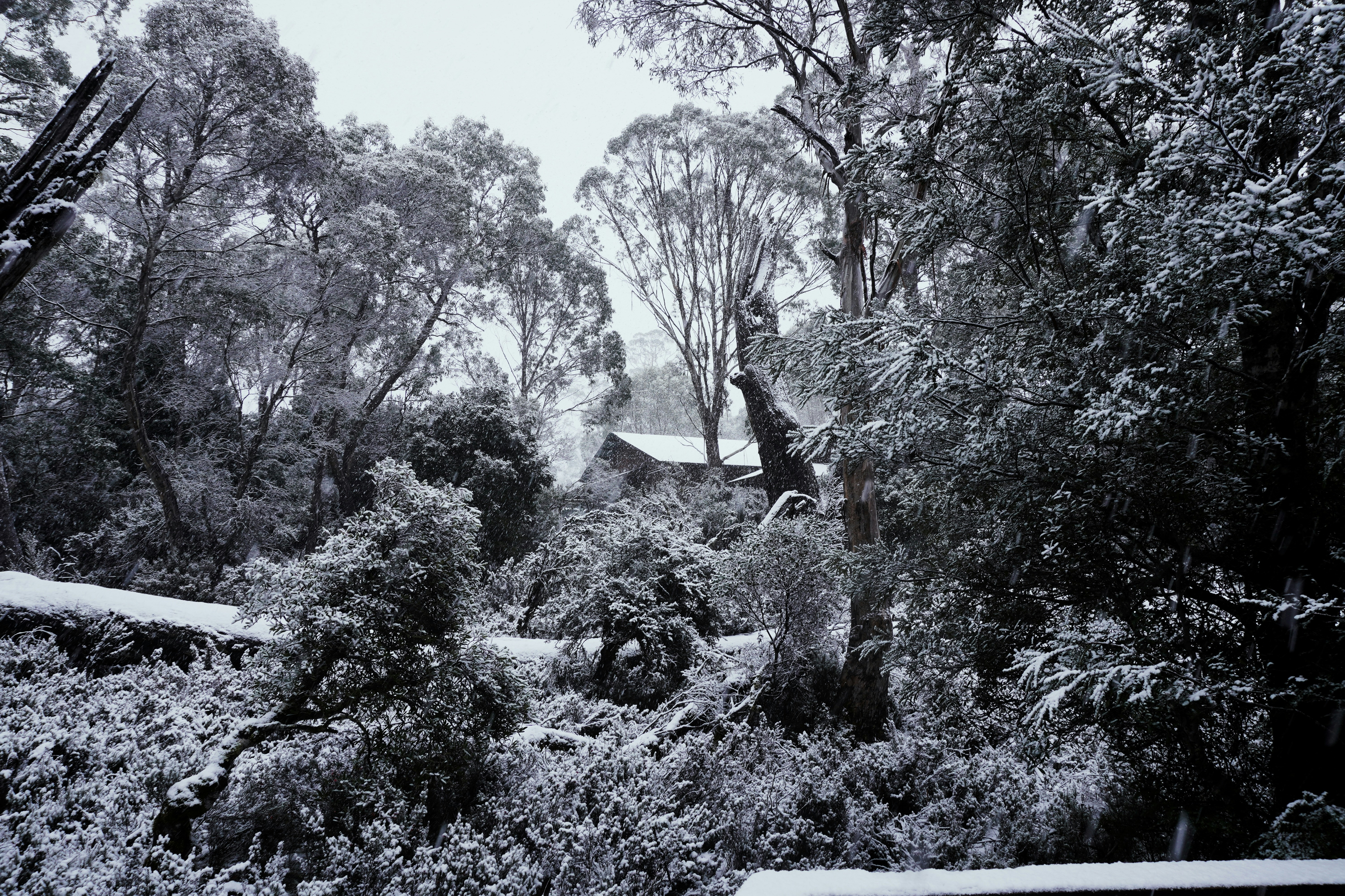 Snowed-in Camber: A quiet hillside village under pale, frosted trees