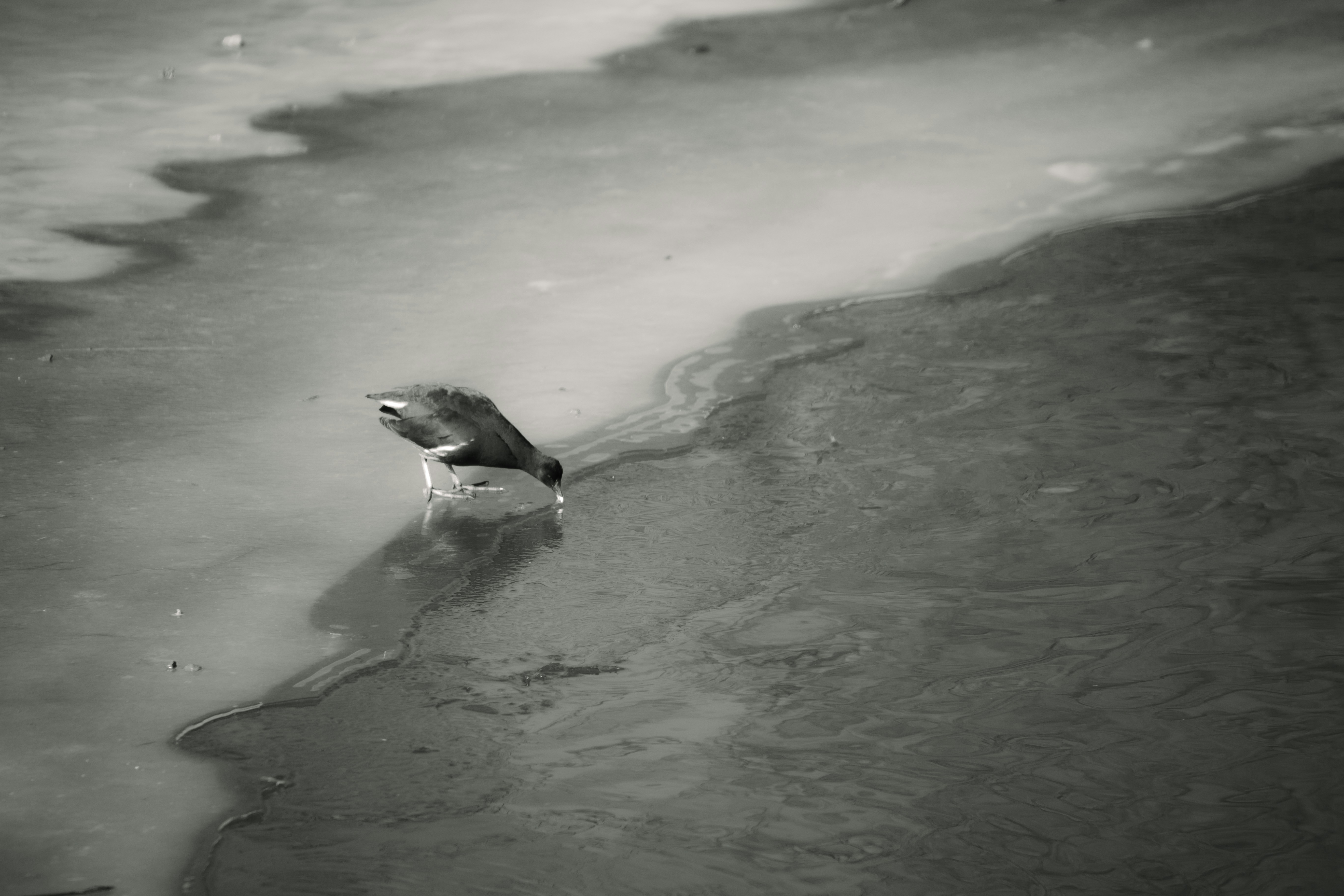 Solitary Shorebird Across a Tilted Tidal Plain