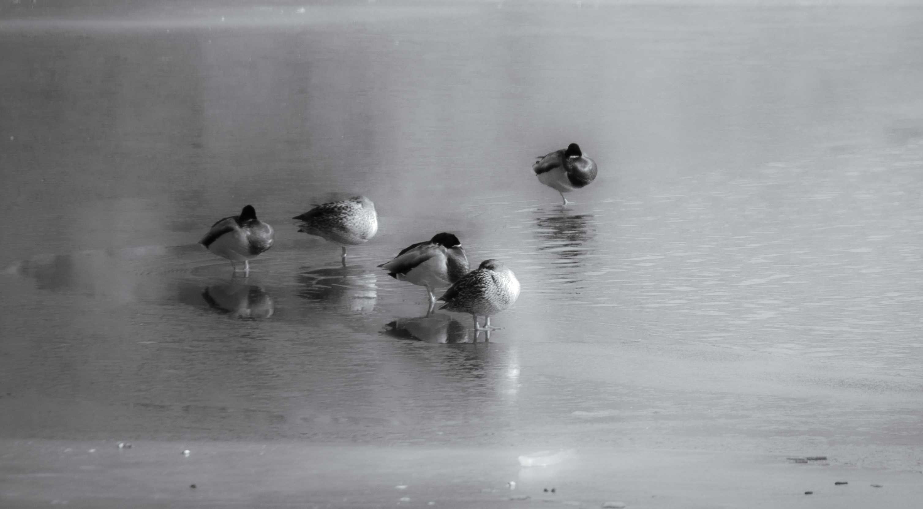 Five Ducks in Quiet Mirror: A Tranquil Gray Moment