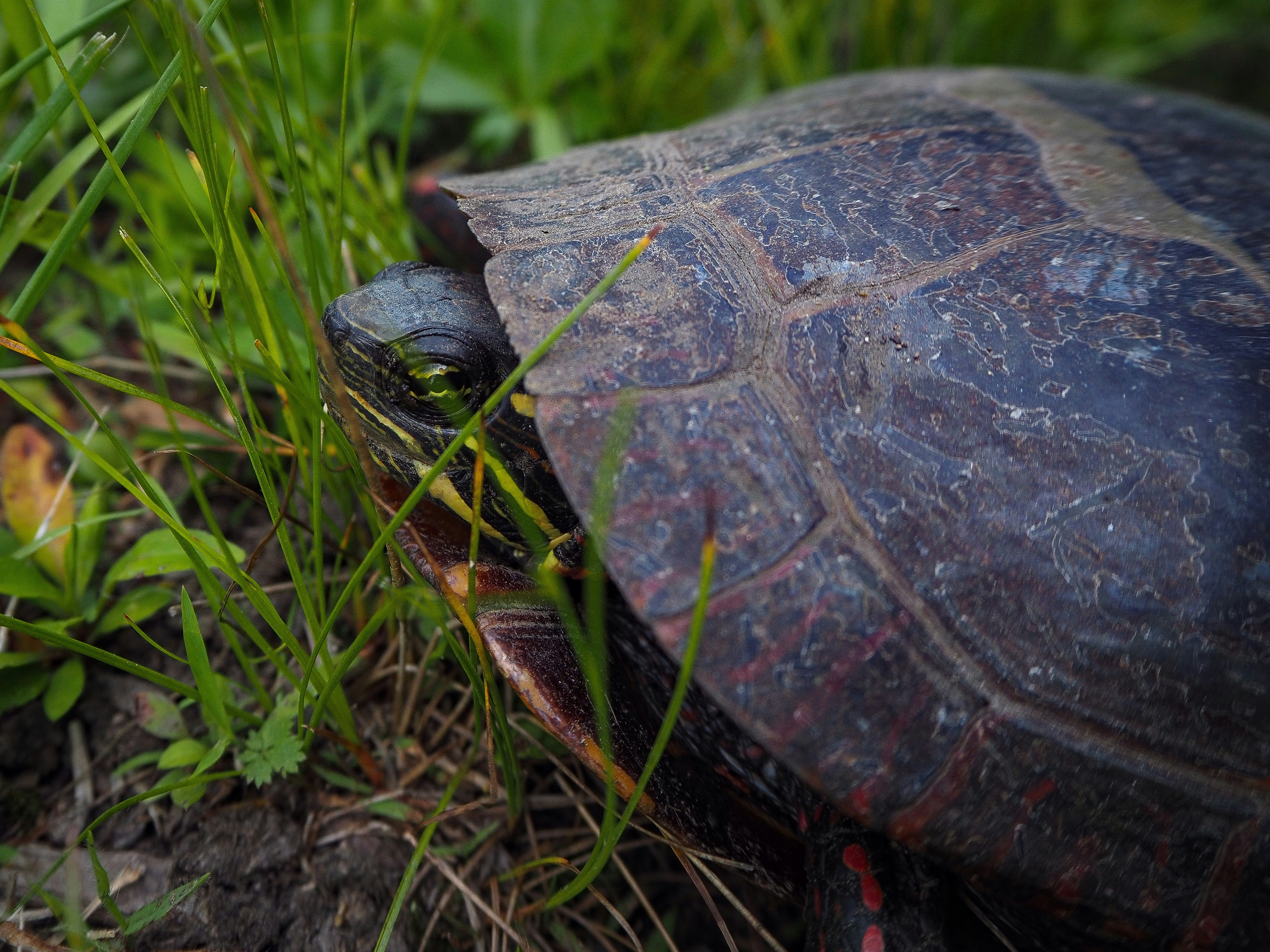 Slow Awakening: A Tortoise Nose Nuzzles Through Moss